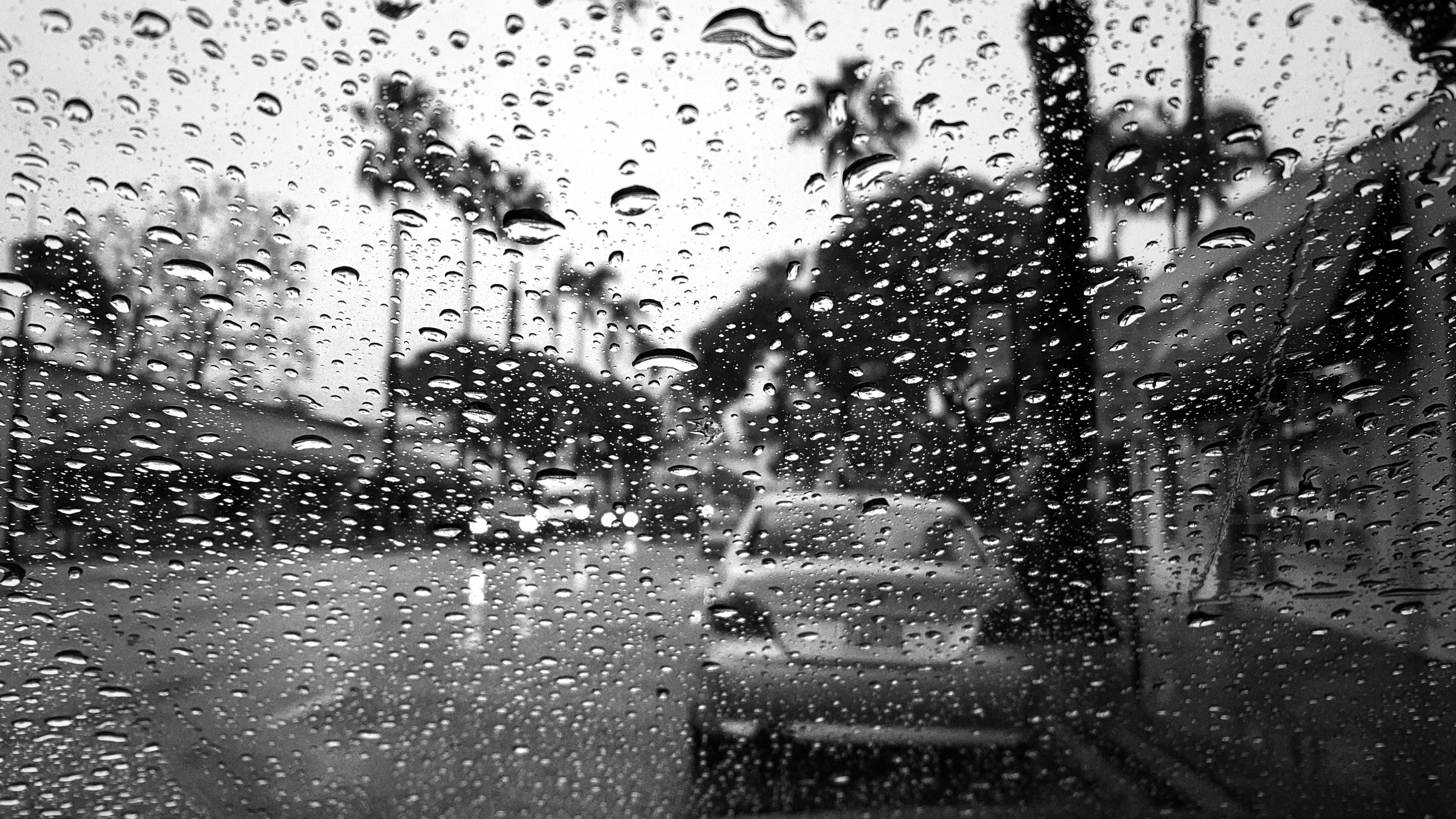 Rain on Glass, Palm-Strewn Street: A Car Emerges Through Droplets