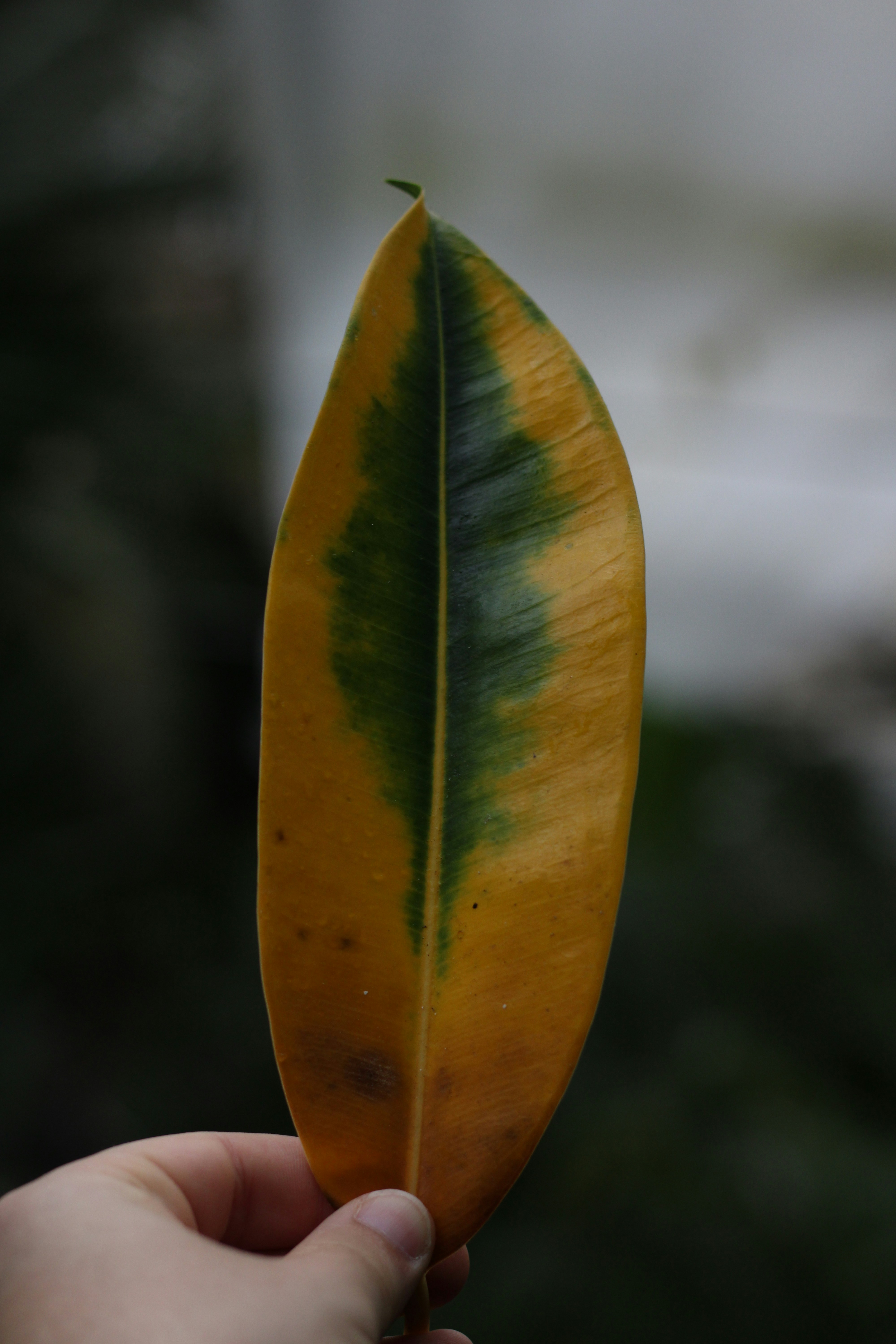 a hand holding a green and yellow leaf
