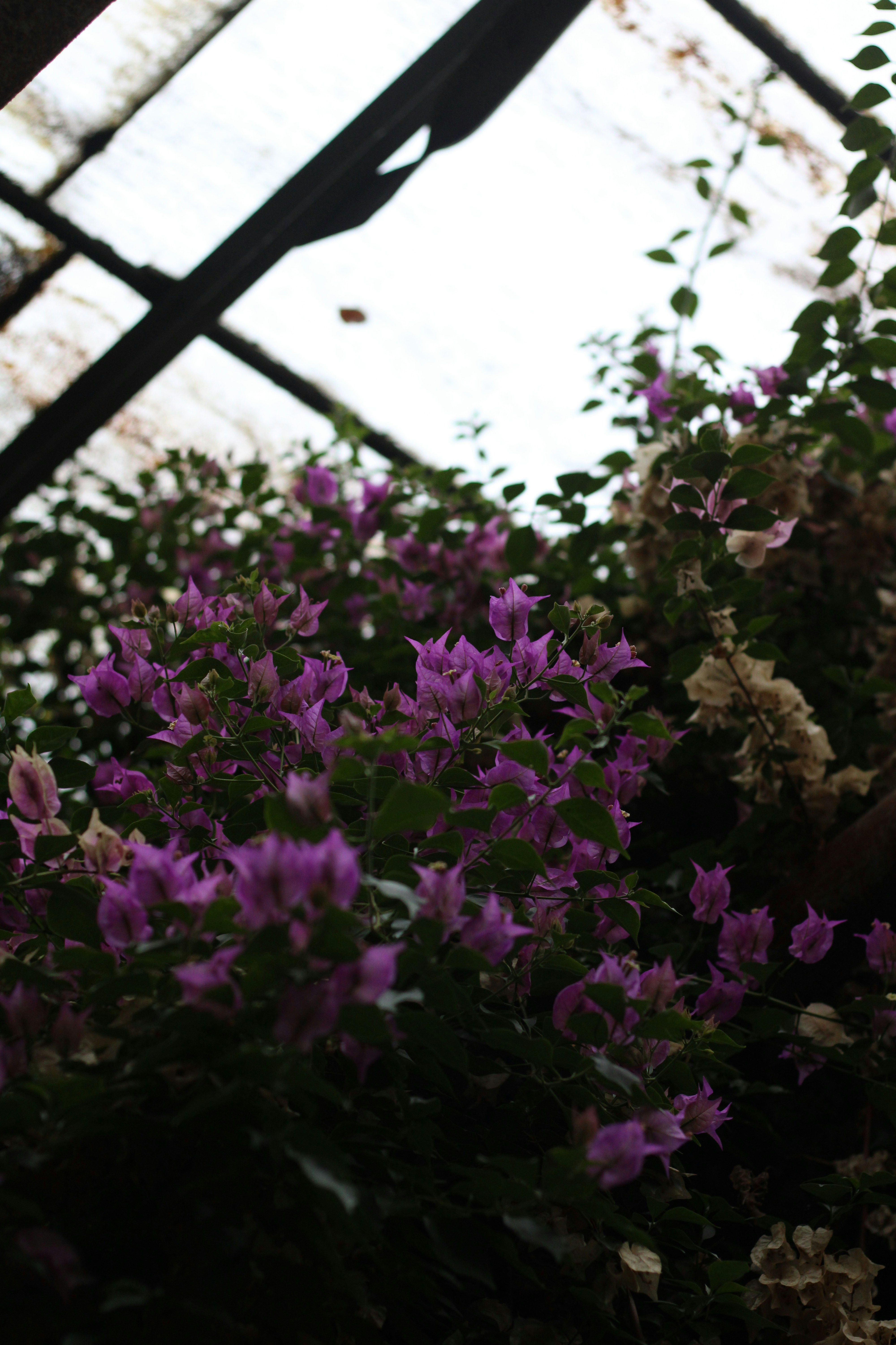 Violet Bougainvillea in a Glasshouse: Blooms Beneath a Geometric Roof