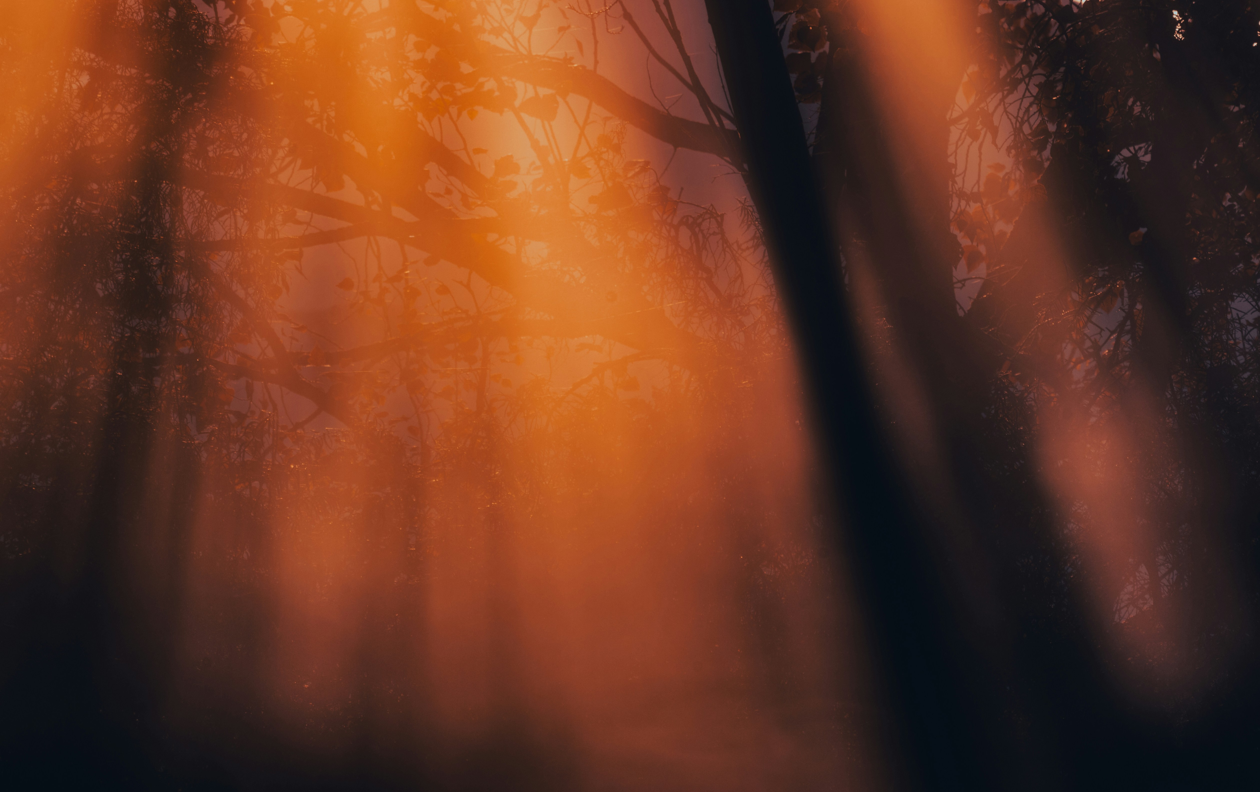 Golden rays filtering through a misty forest, creating an ethereal atmosphere. The interplay of light and shadow enhances the serene beauty of the woodland scene.