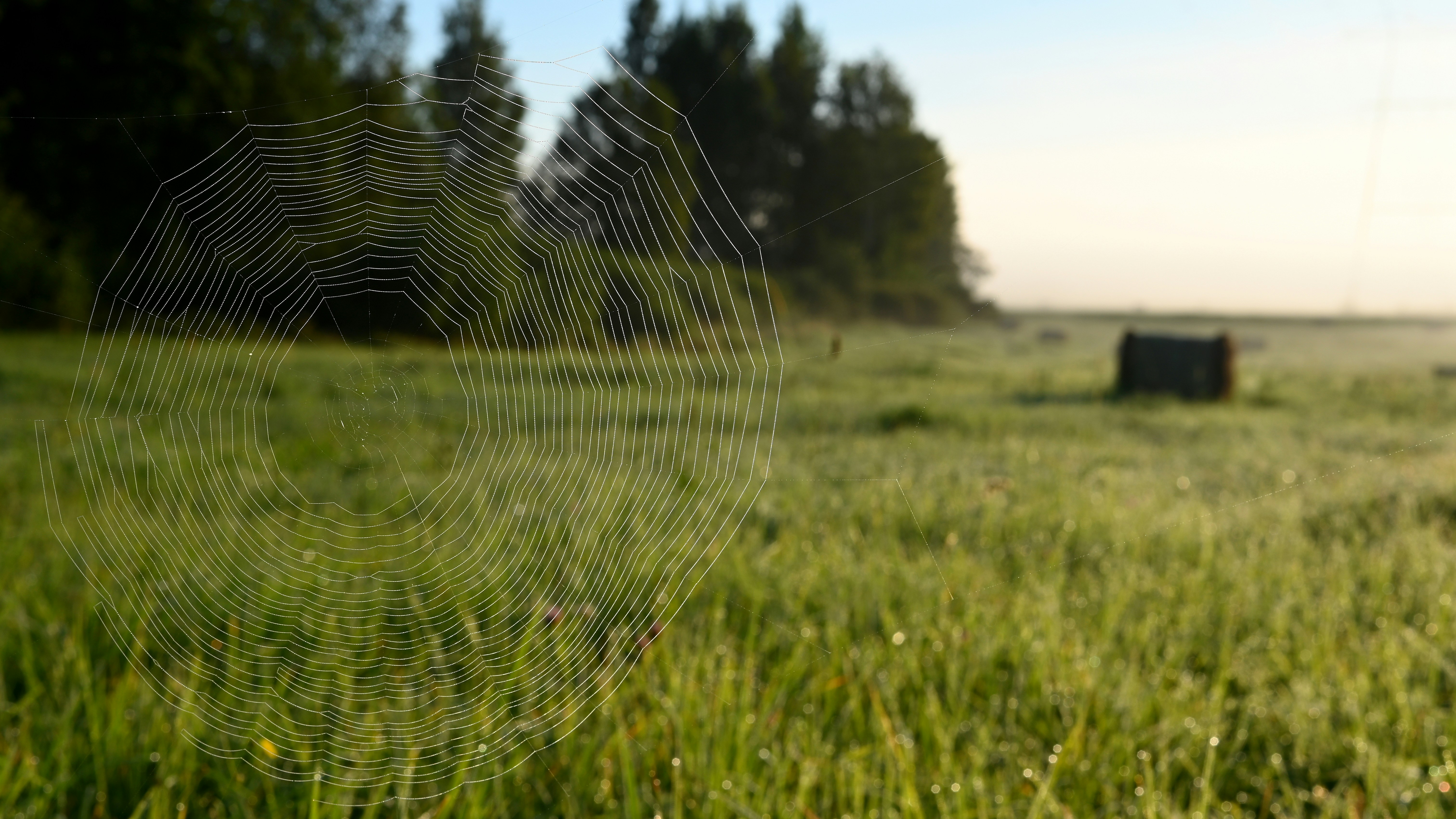 Cobweb on the field