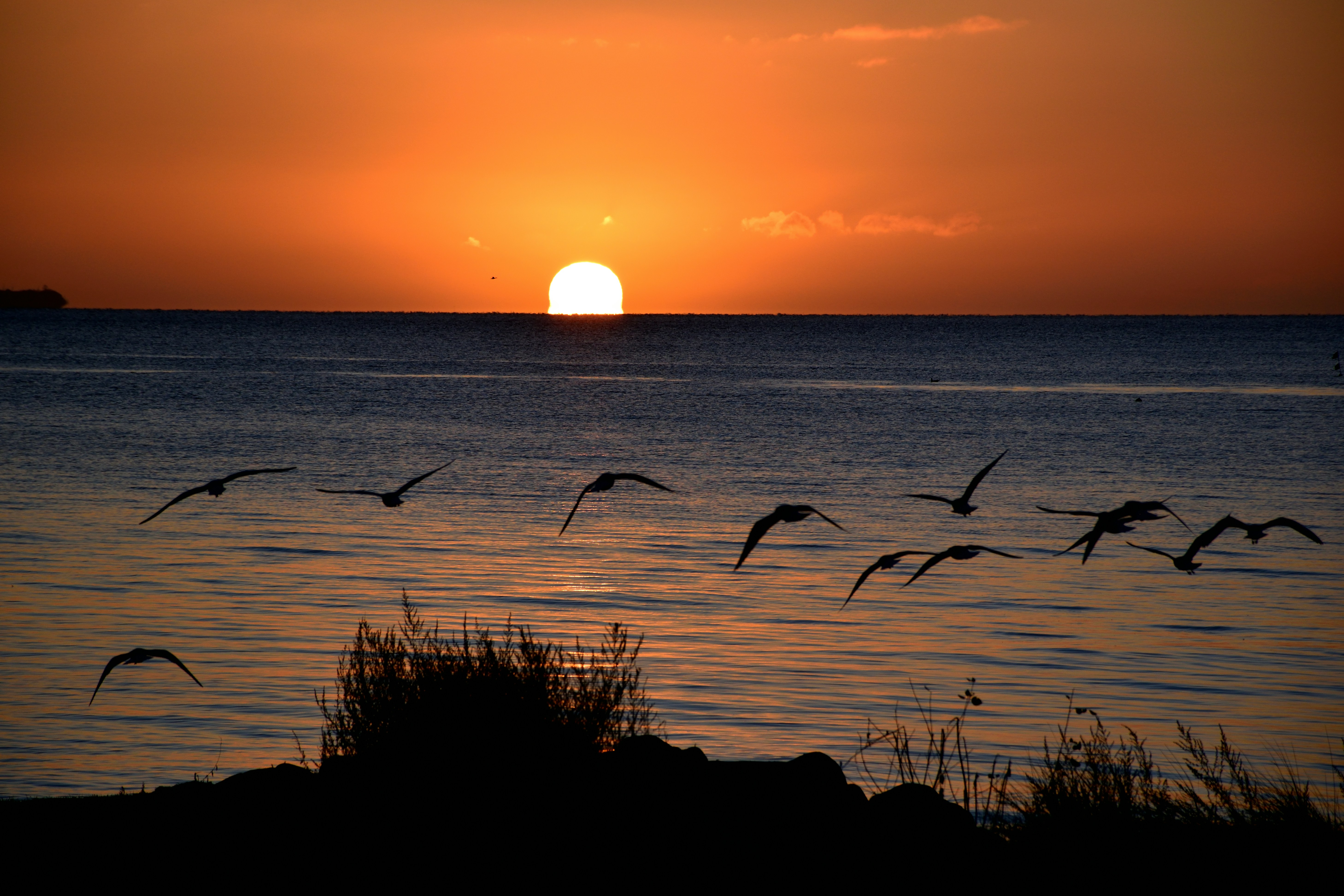 Silhouetted birds soar over a tranquil sea as the sun sets on the horizon, casting a warm glow across the water's surface.