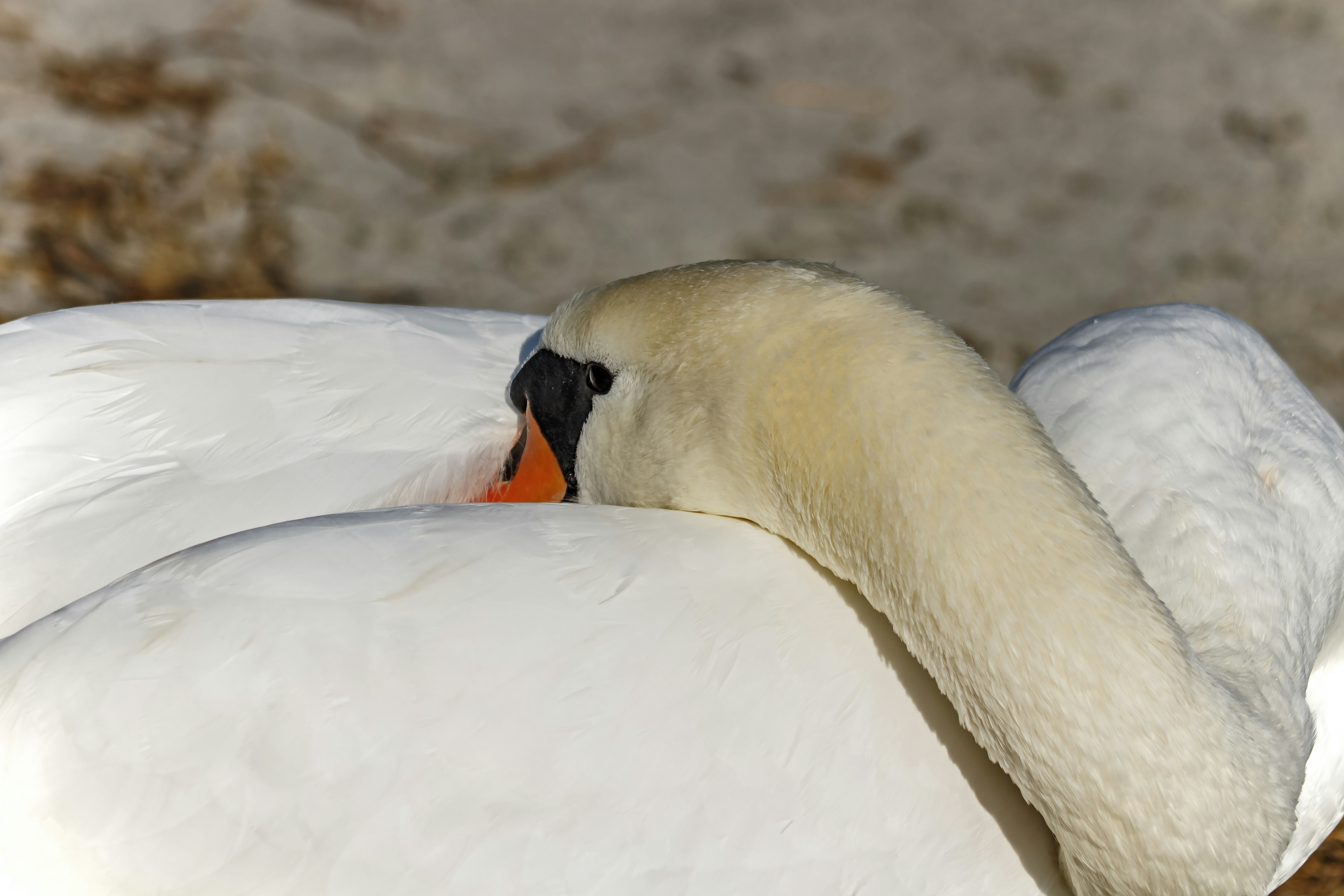 A close up of a white swan with its head on the back of another swan ...