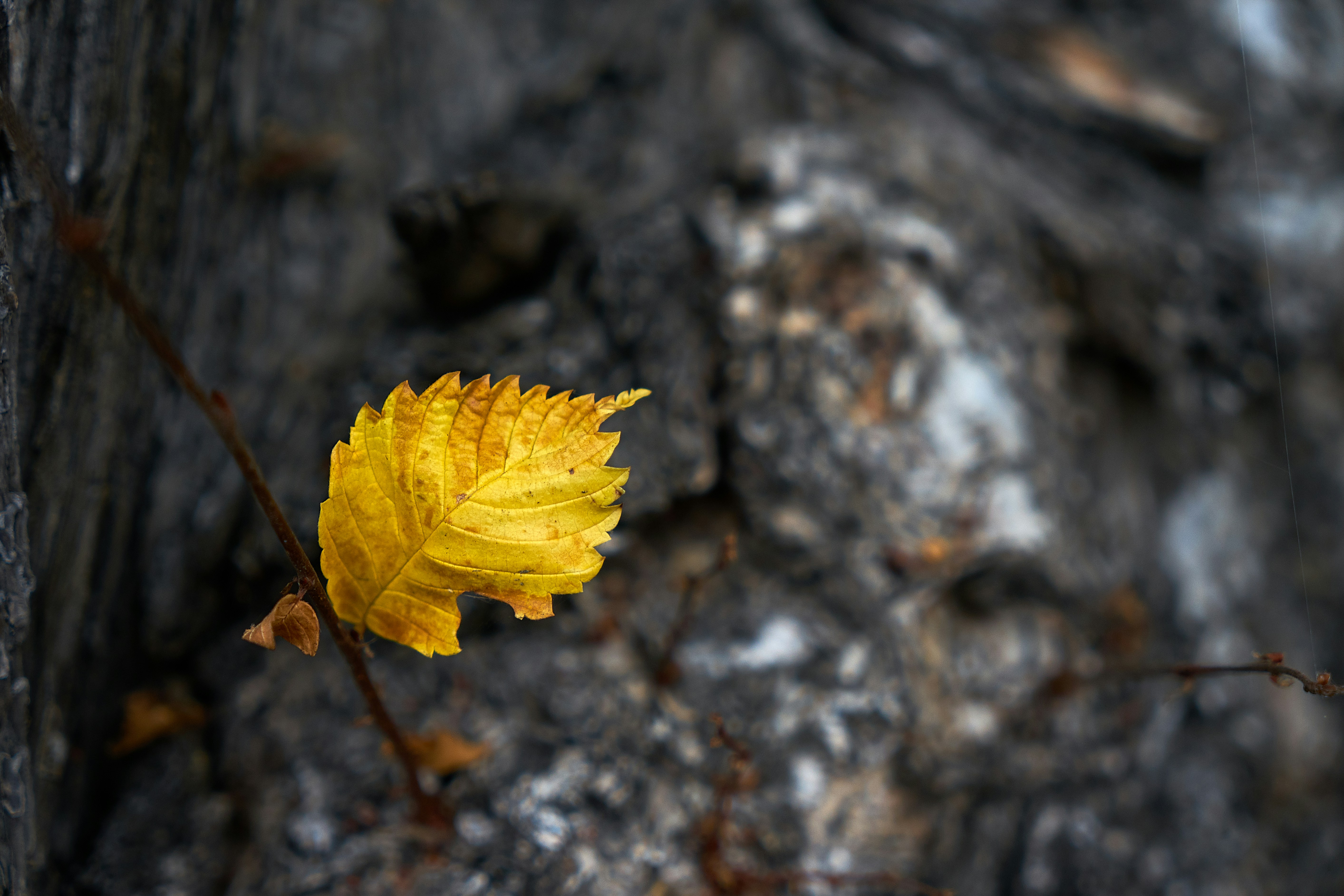 Solitary Golden Leaf Clinging to Rugged Bark