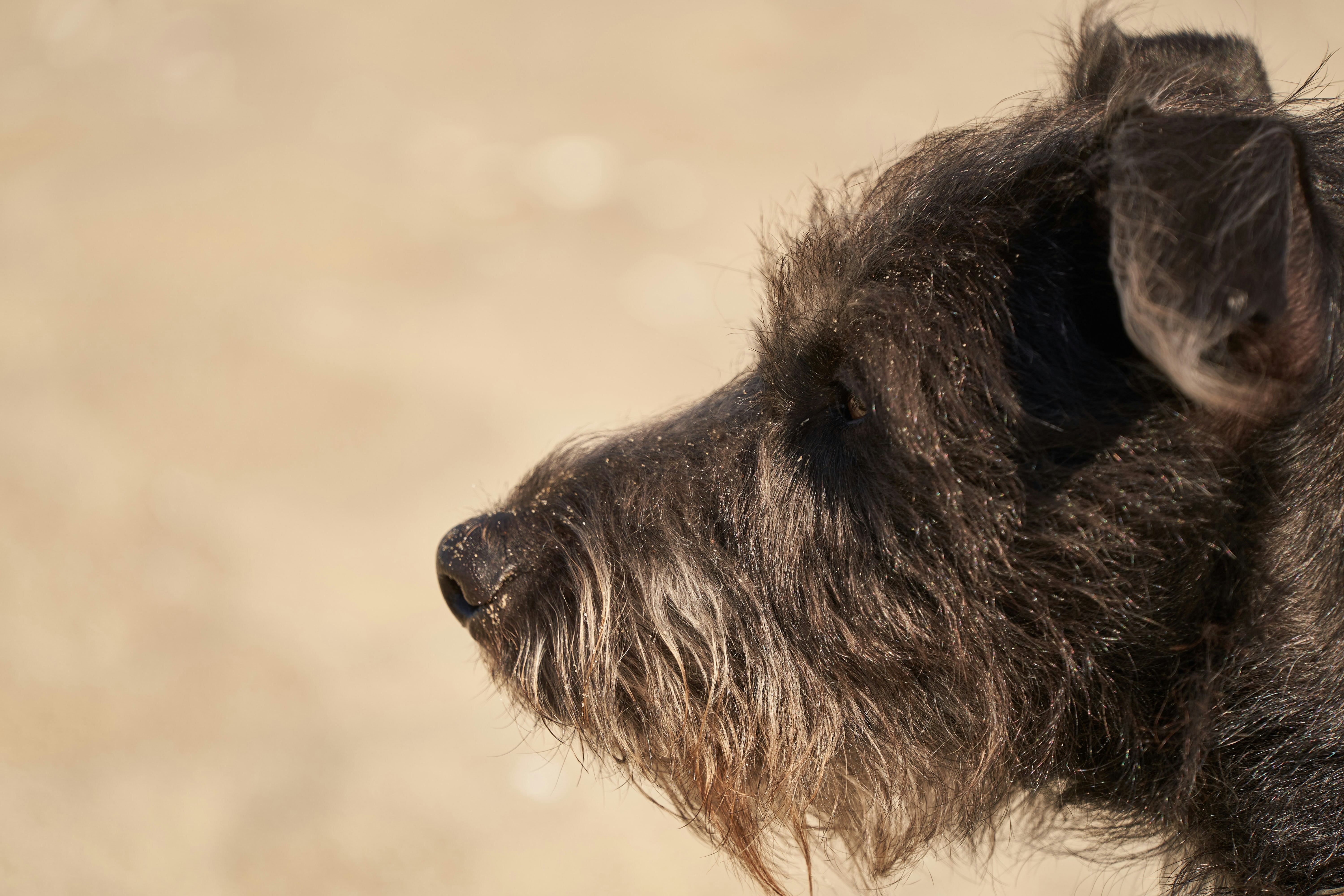 Sunlit Profile of a Wire-Haired Terrier in Quiet Sand