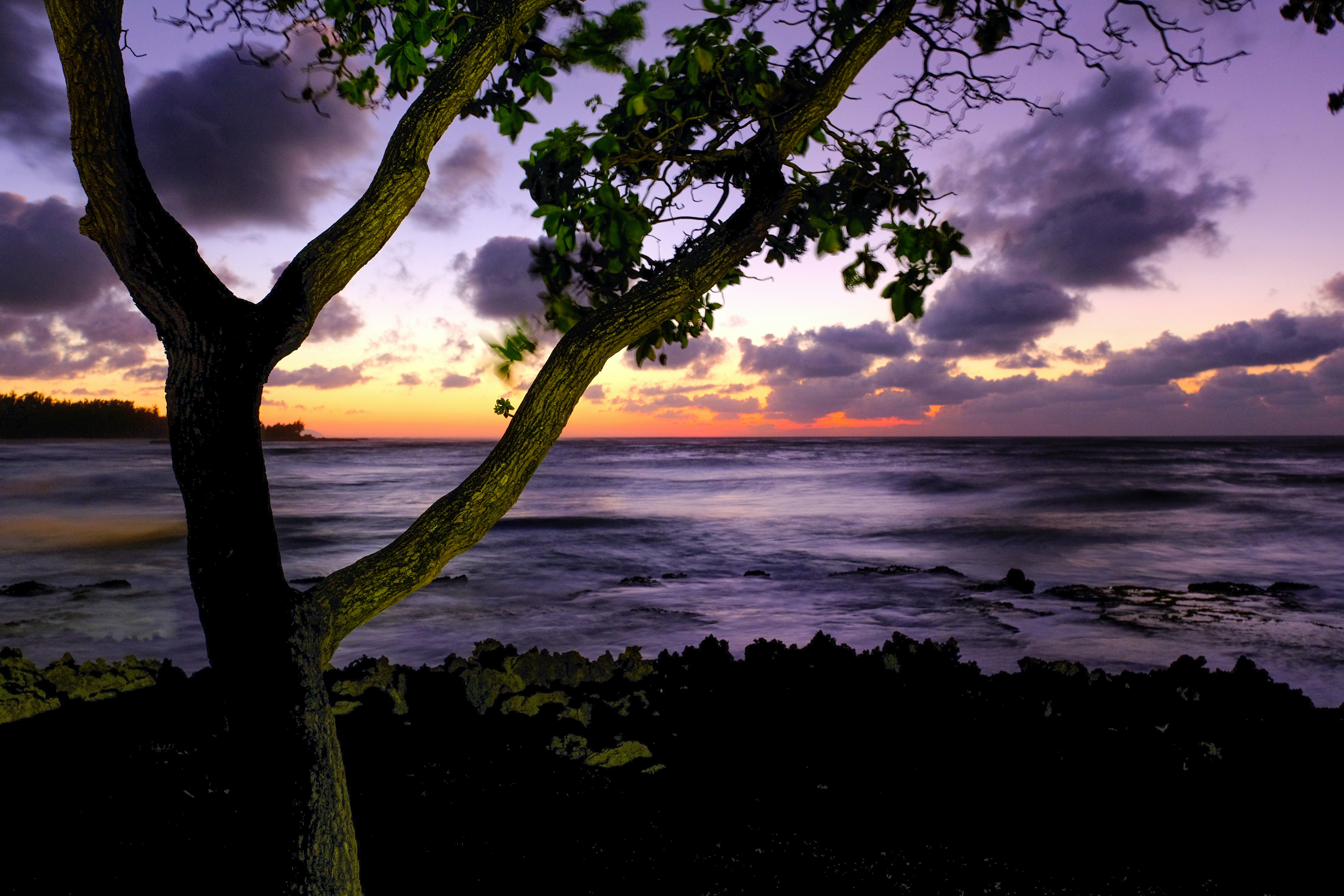Twilight Arches: Tree Framing a Violet Sunset Over the Sea