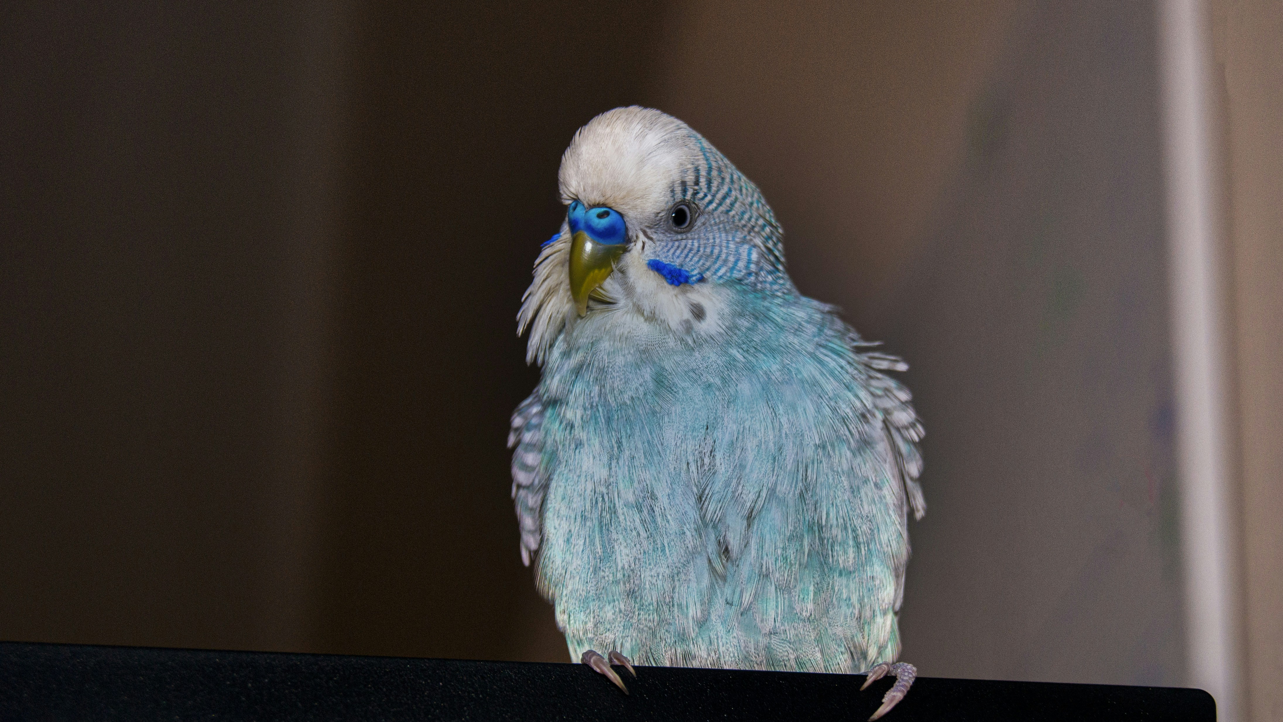 Blue Chew Spokesperson Pictures | Download Free Images on Unsplash