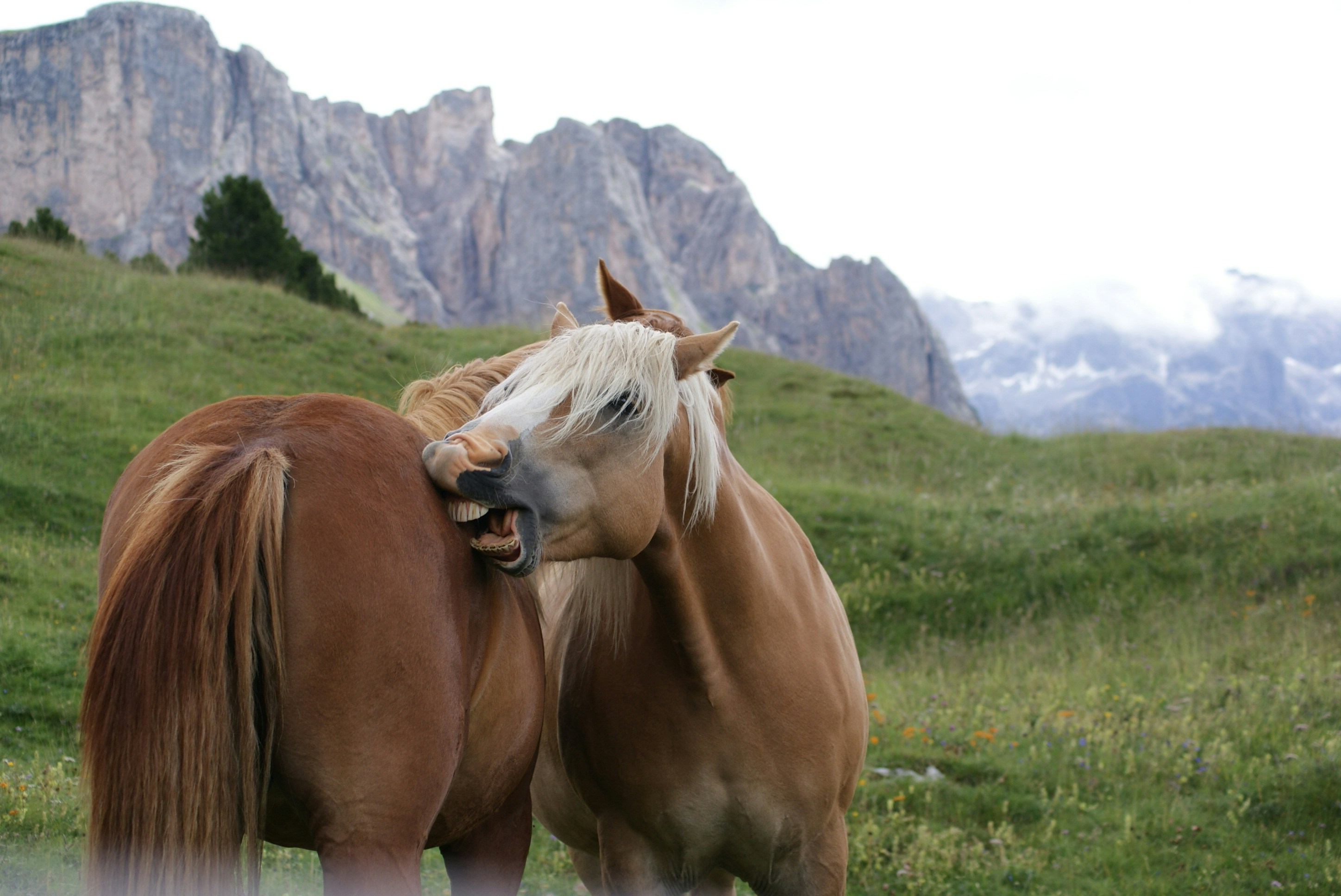 Horses in a Highland Meadow: Gentle Nuzzle Against a Mountain Backdrop