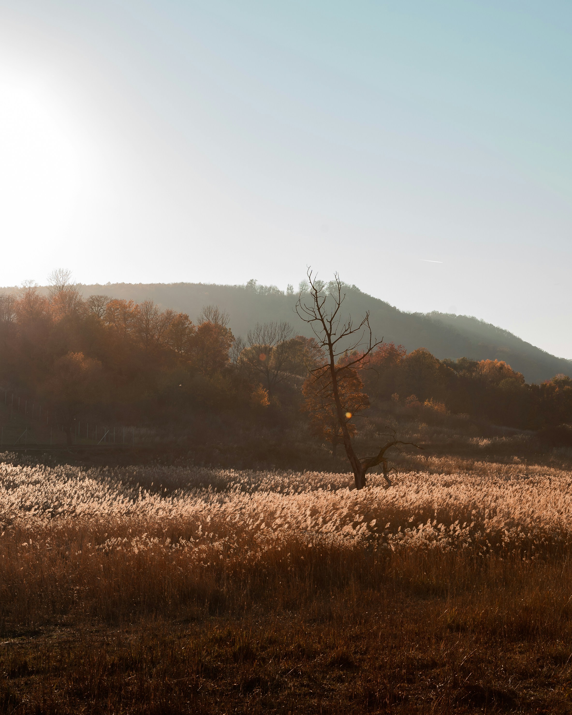 A lone tree in the middle of a field photo – Free Hungary Image on Unsplash