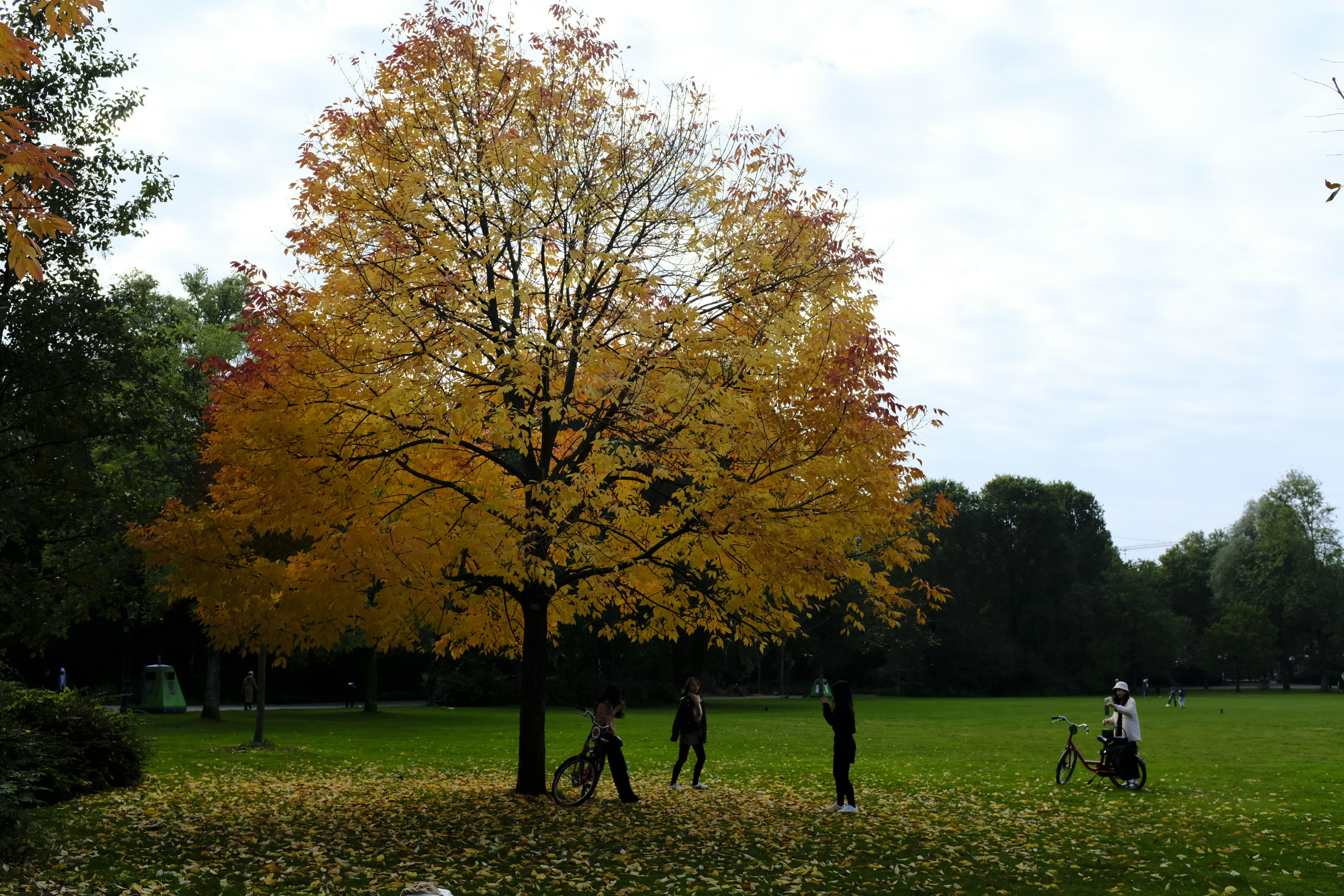 People walking beneath a tree with vibrant yellow leaves in a green park.