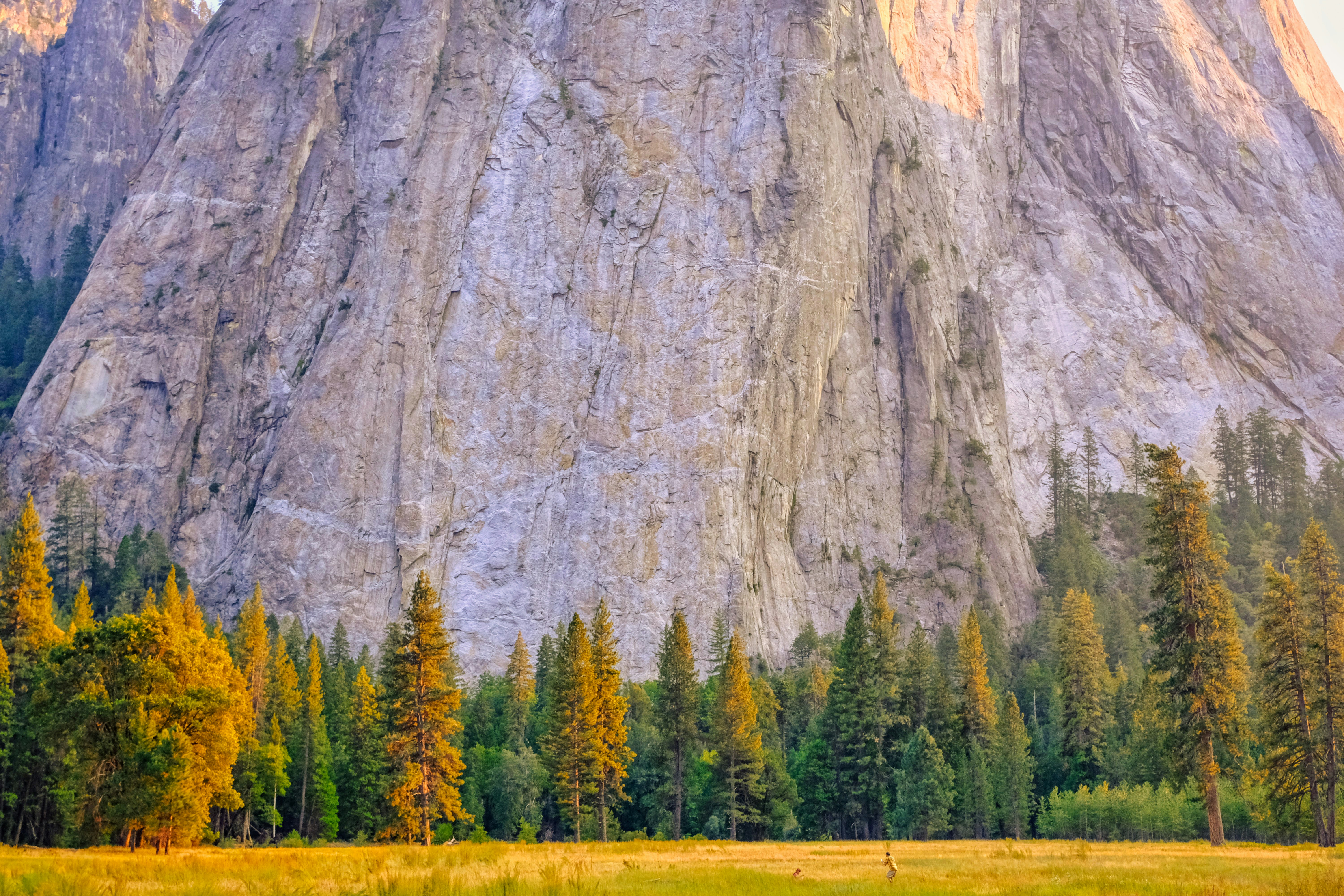 Boulder Wall Beneath a Forest Crown