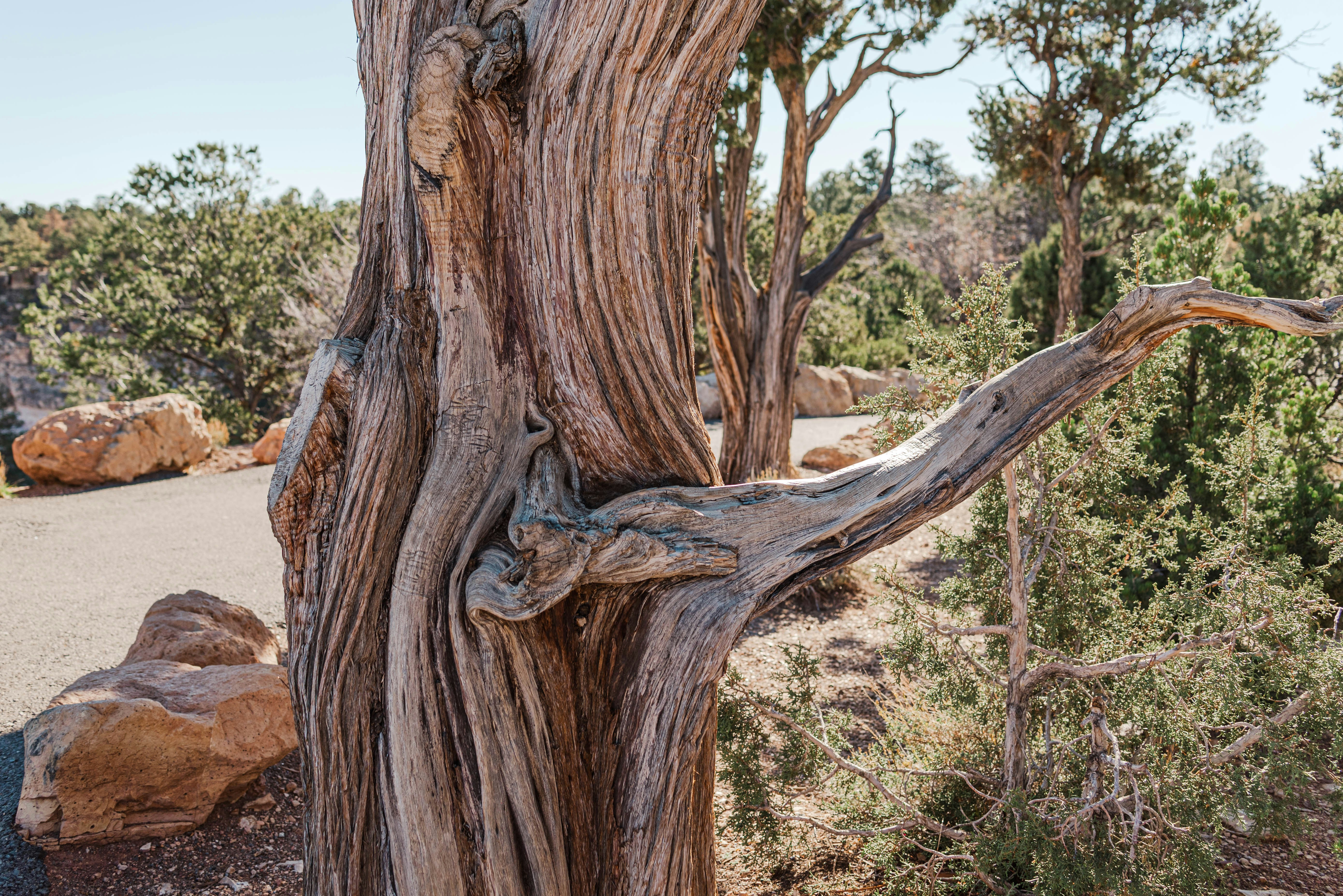 Gnarled tree trunk with intricate textures and branches, set against a natural landscape. The scene encapsulates the resilience of nature.
