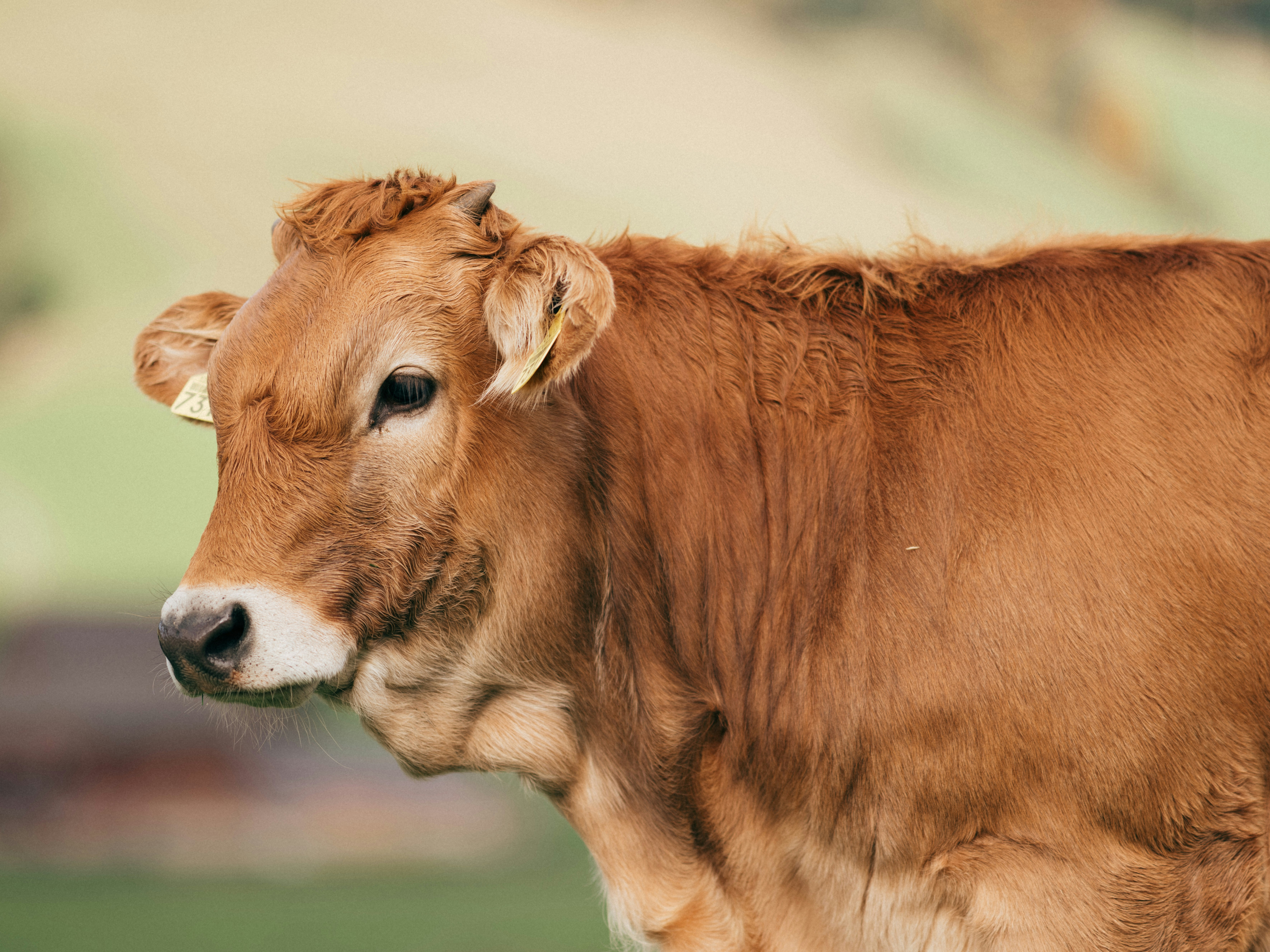 A close up of a brown cow with a blurry background photo – Free Brown ...