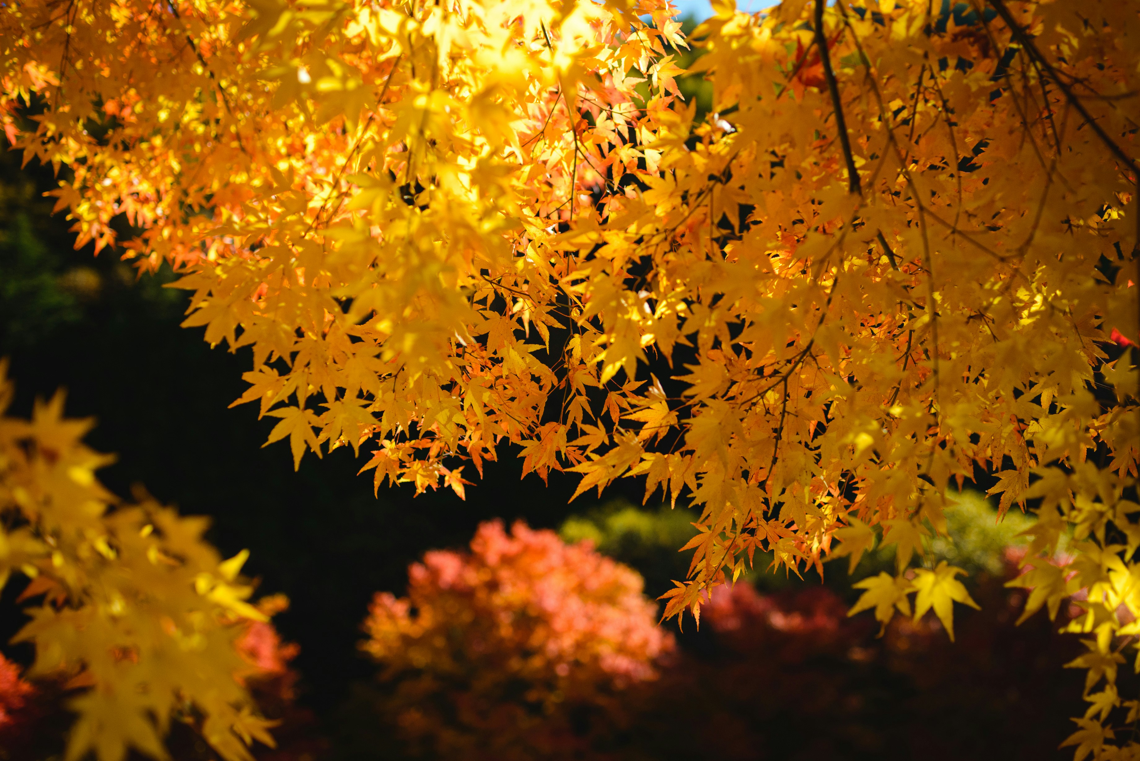 Vibrant yellow maple leaves cascade from above, contrasting against a backdrop of rich reds and greens. The scene captures the essence of autumn's colorful transition.