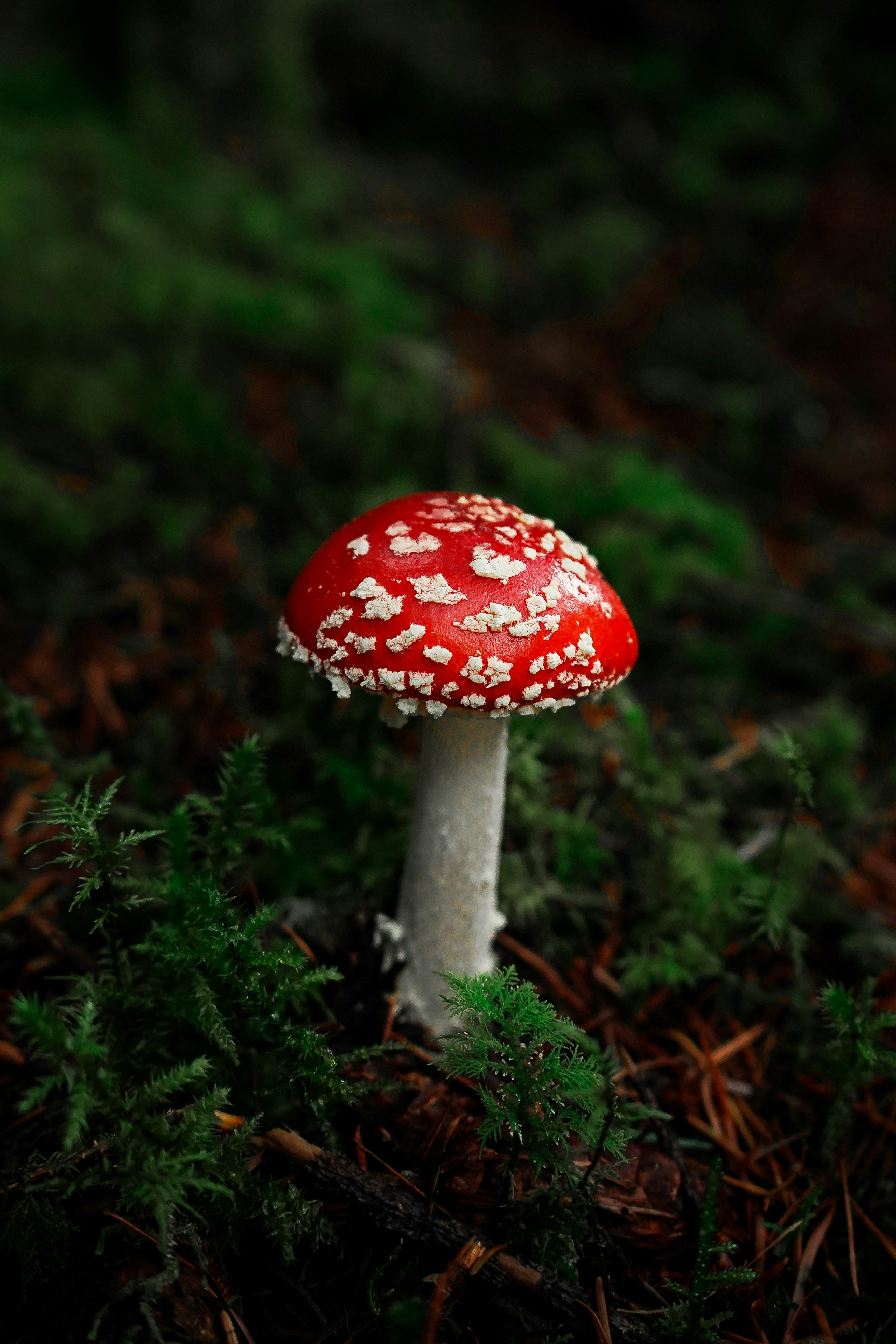Red Mushroom Pictures | Download Free Images on Unsplash