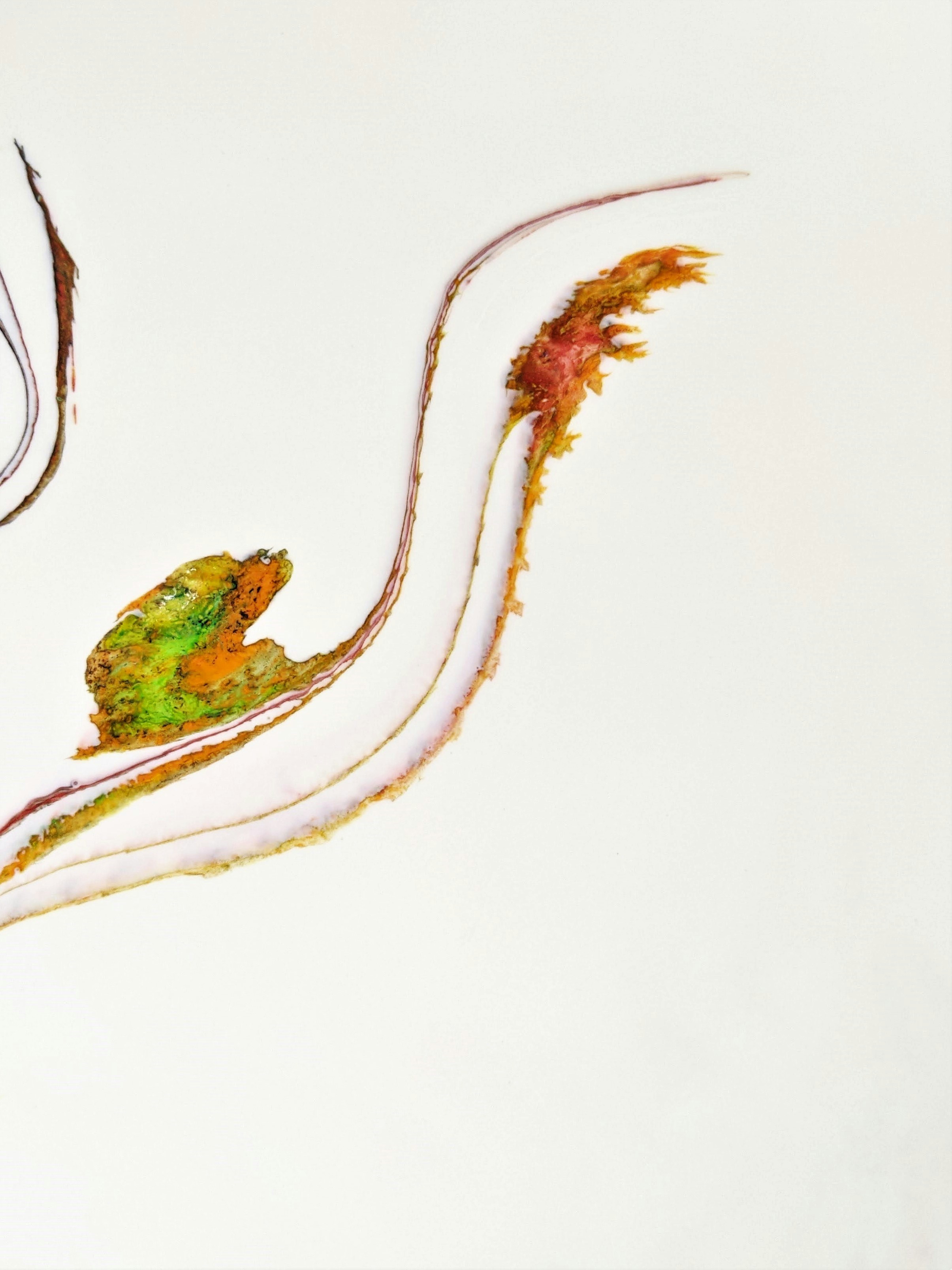 Verdant Arc on White: Abstract Color Flow