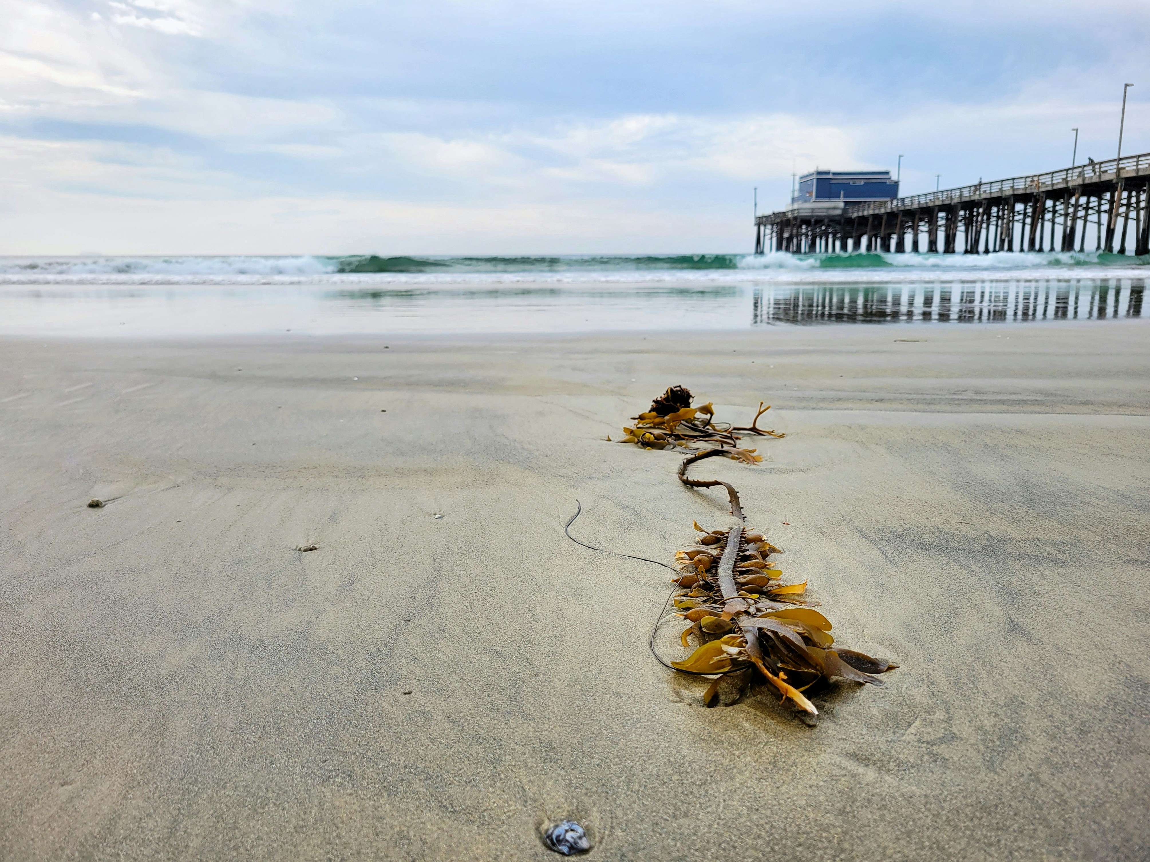 Seaweed Chain Reach: A Quiet Tide to the Pier