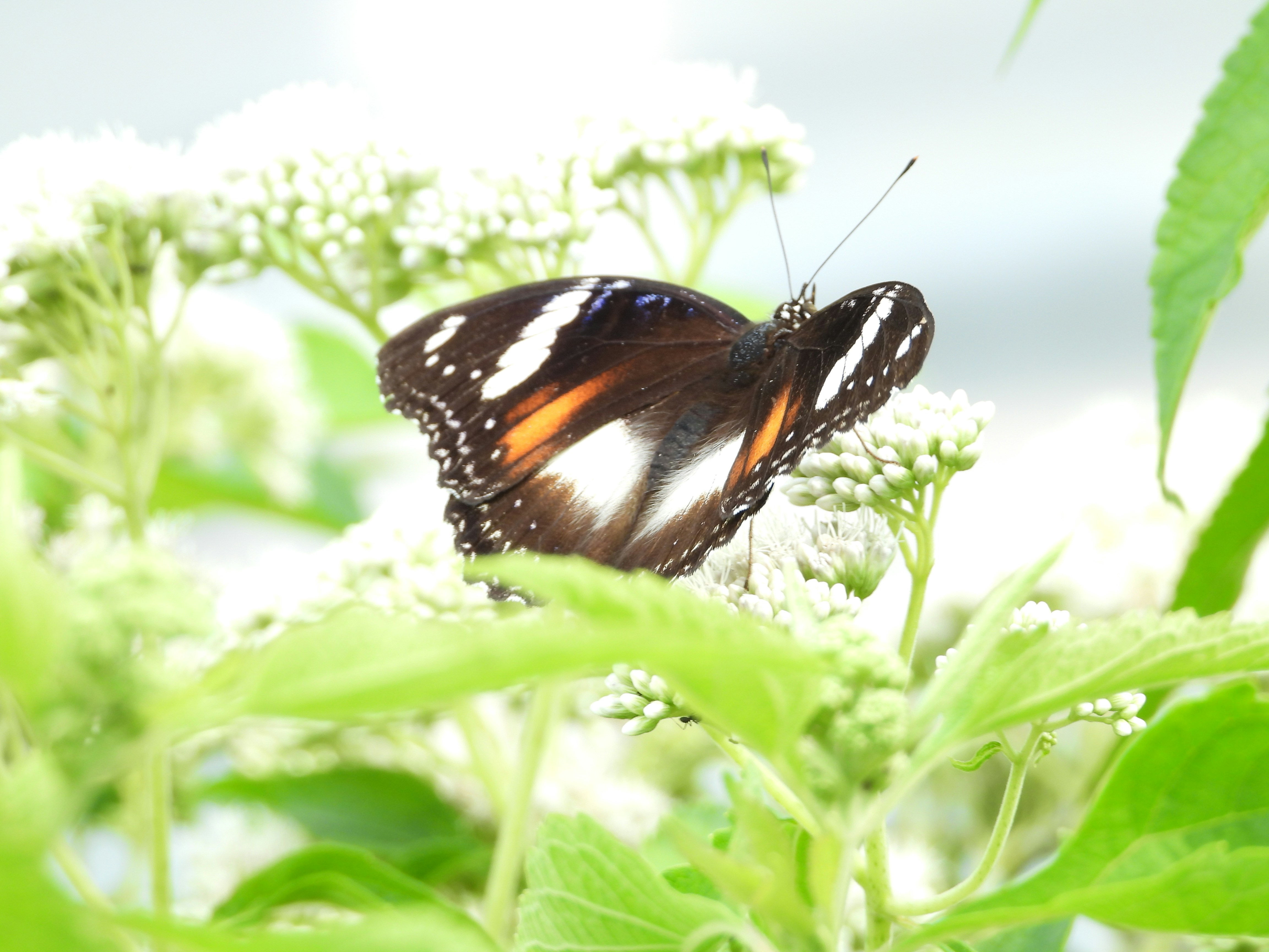 A butterfly perched delicately on white flowers, showcasing its vibrant wings against a backdrop of lush green leaves.