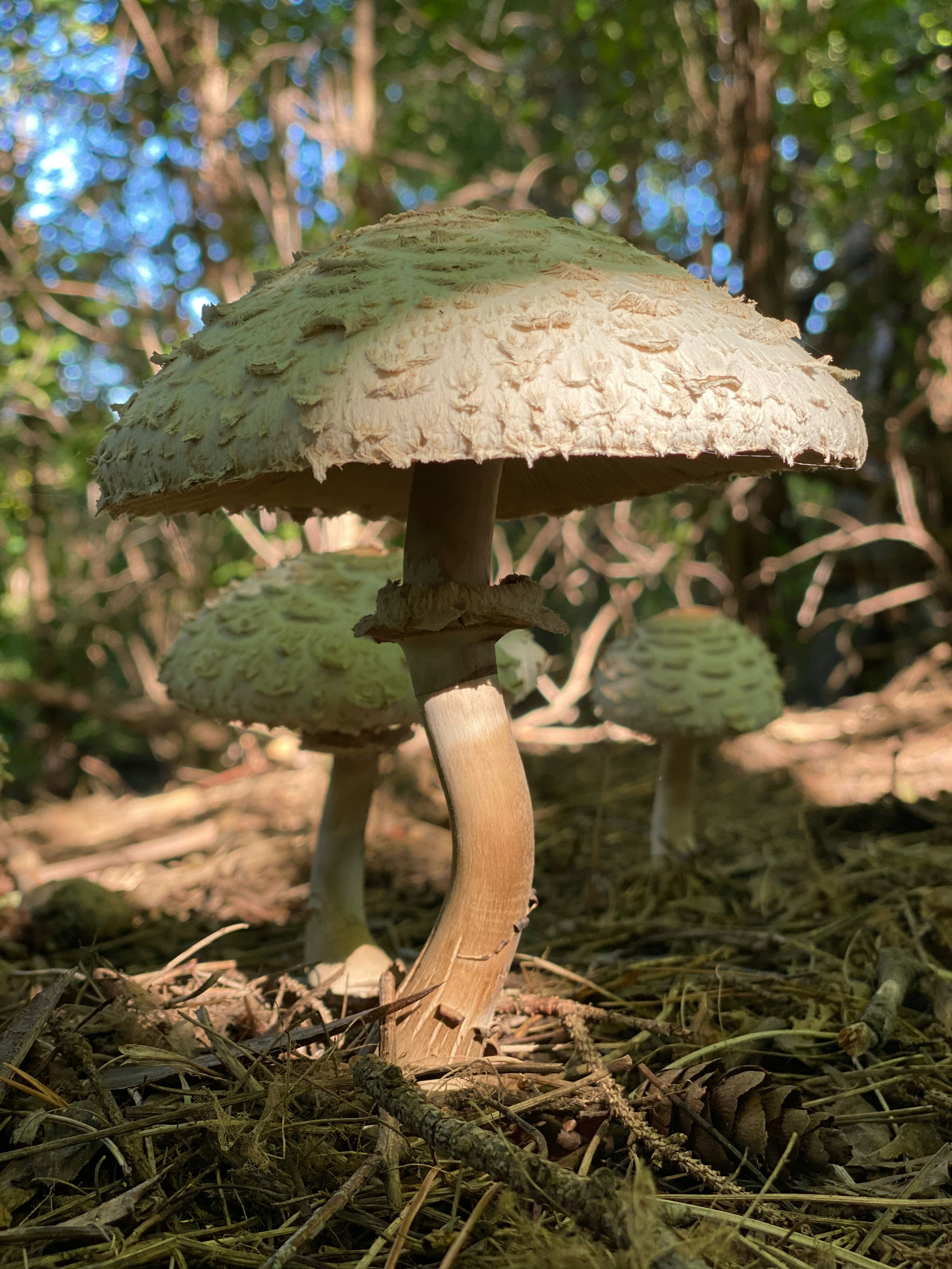 a group of mushrooms that are sitting on the ground