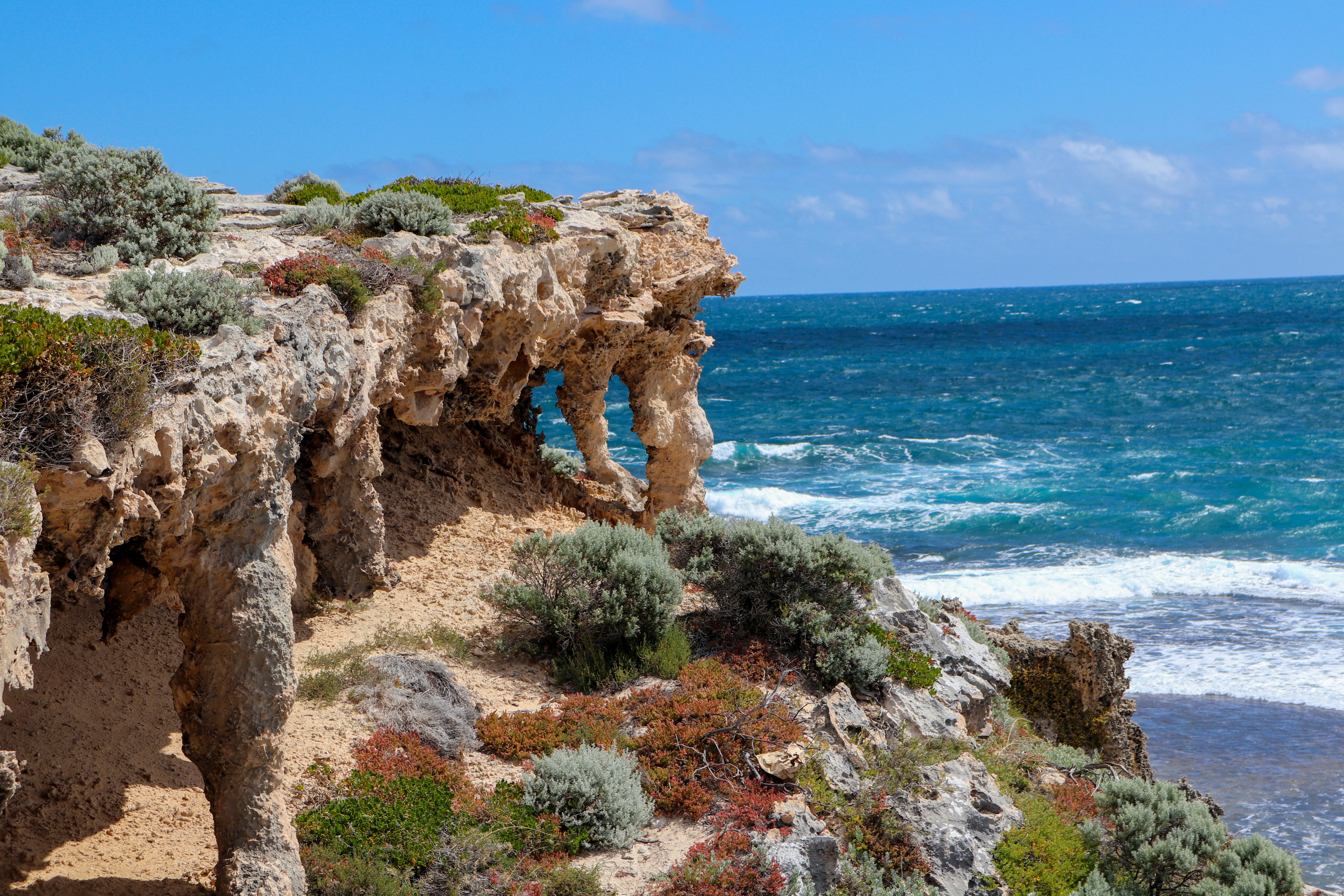 Une falaise rocheuse au bord de l’océan avec des plantes qui en sortent ...