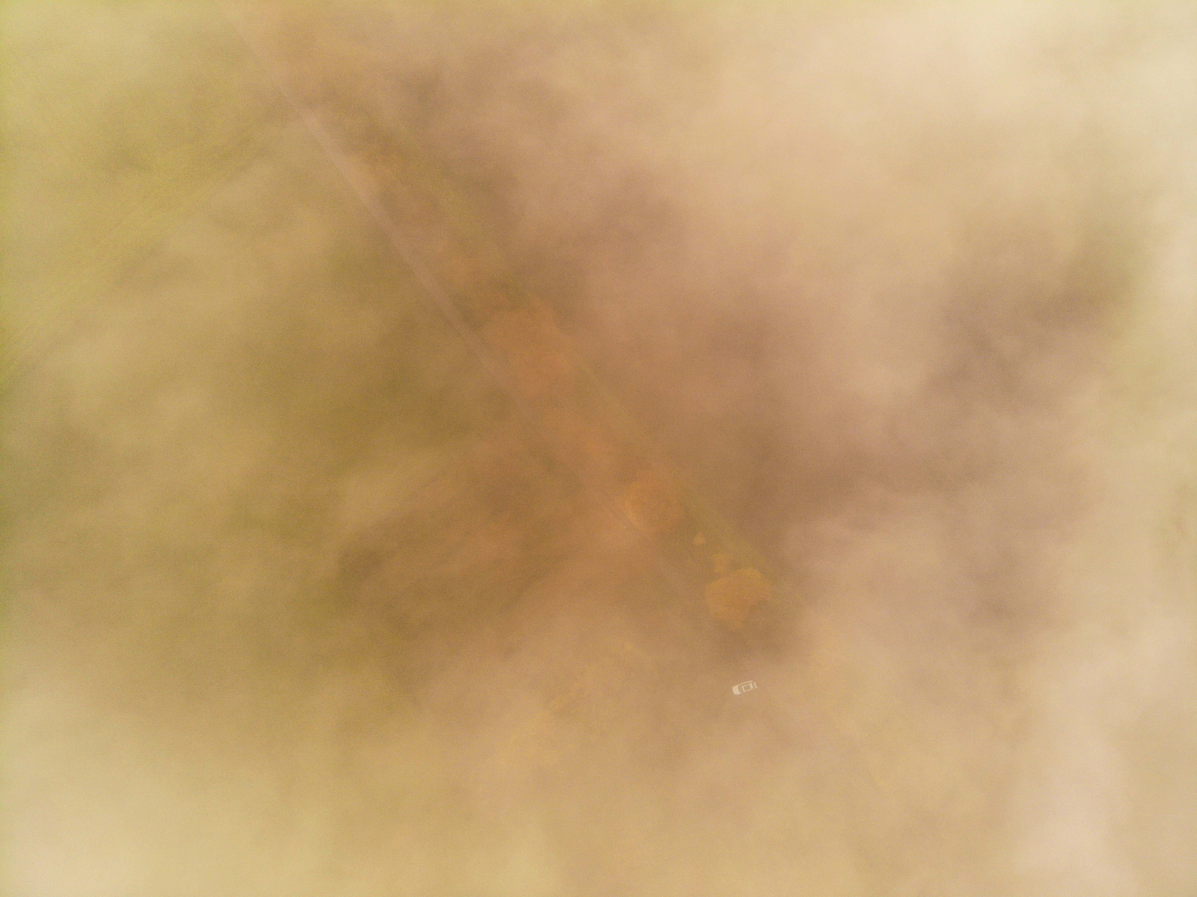Morning Fog Weaves a Diagonal Branch Through Quiet Light