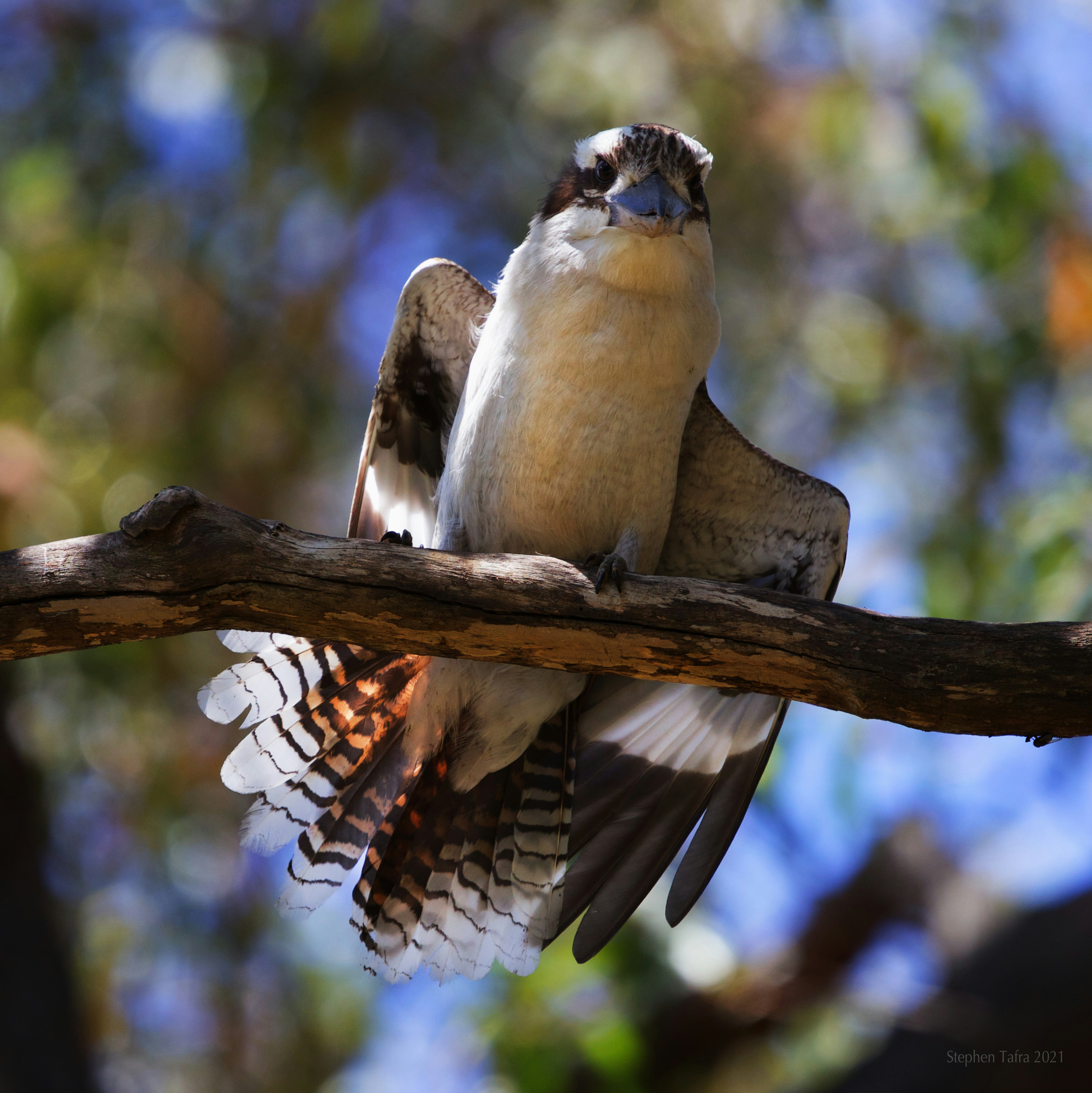 Branchside Watch: A hawk's keen gaze on a sunlit perch