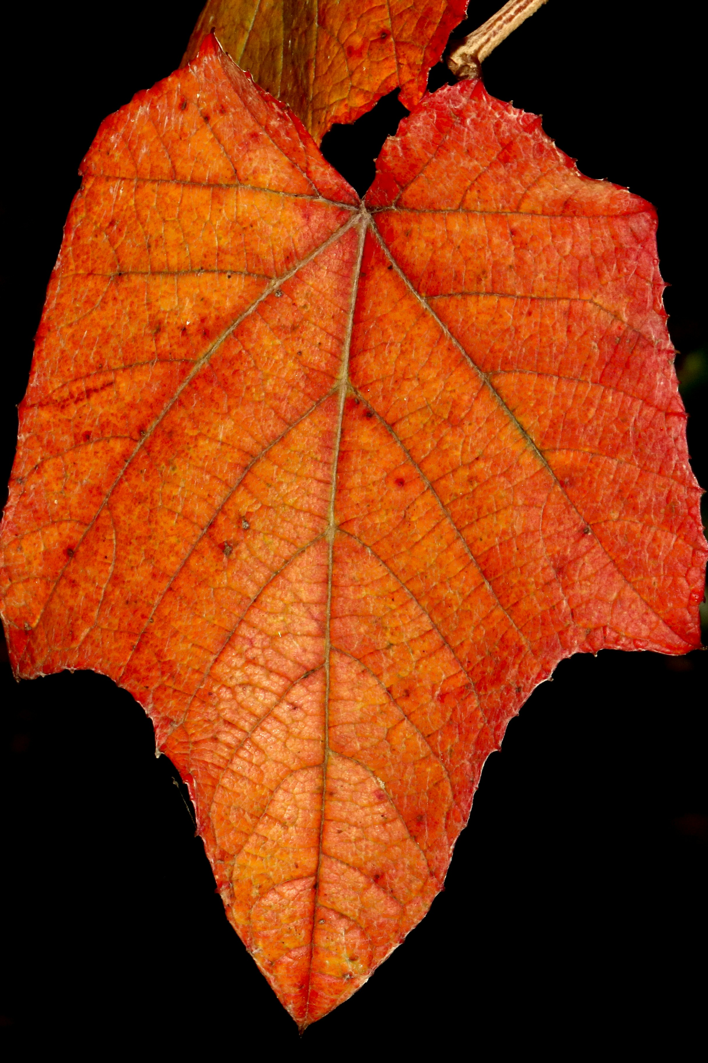 Vivid orange leaf against a black background, showcasing intricate vein patterns and texture. A symbol of autumn's vibrant transformation.