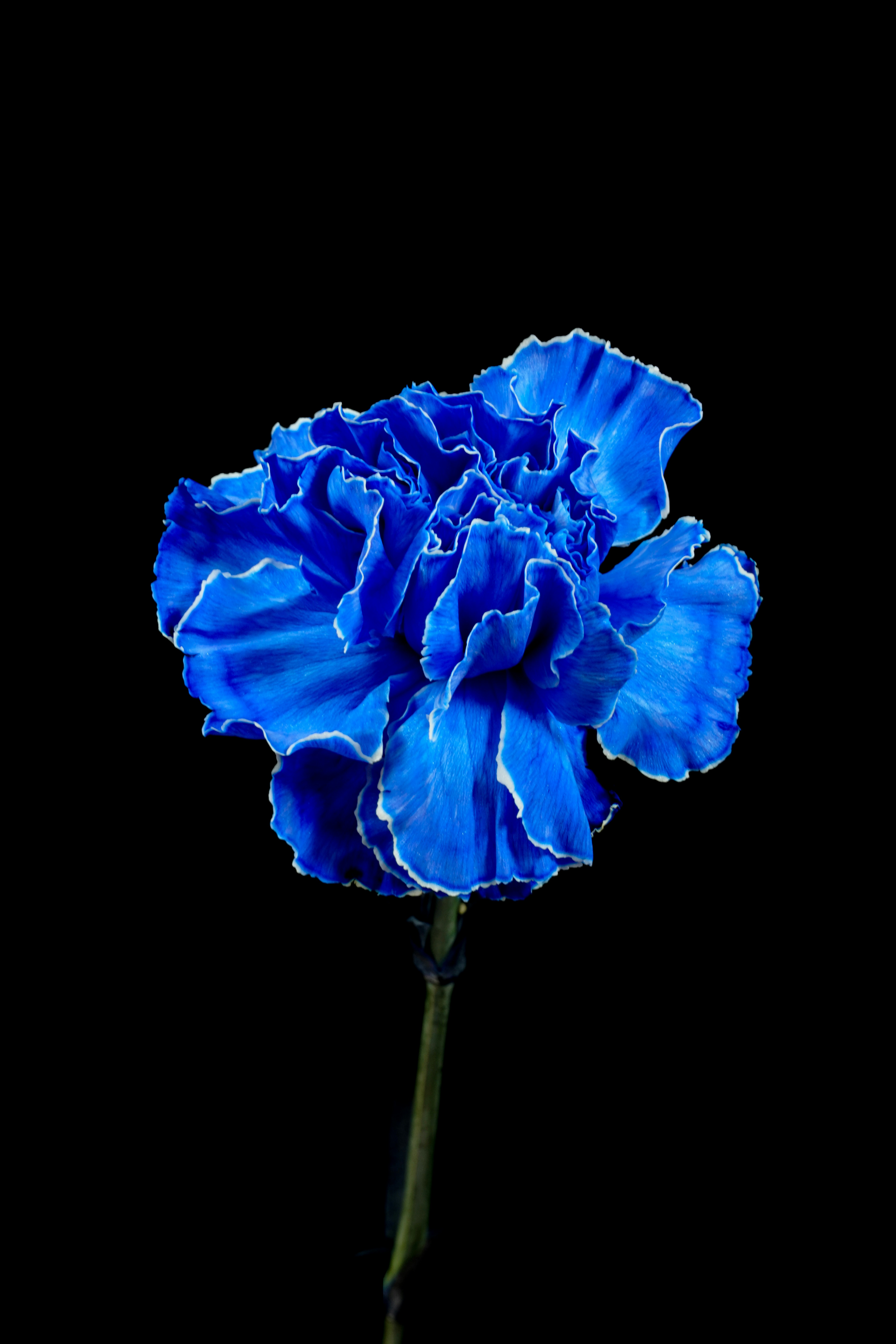 Blue Carnation Flowers Wallpaper