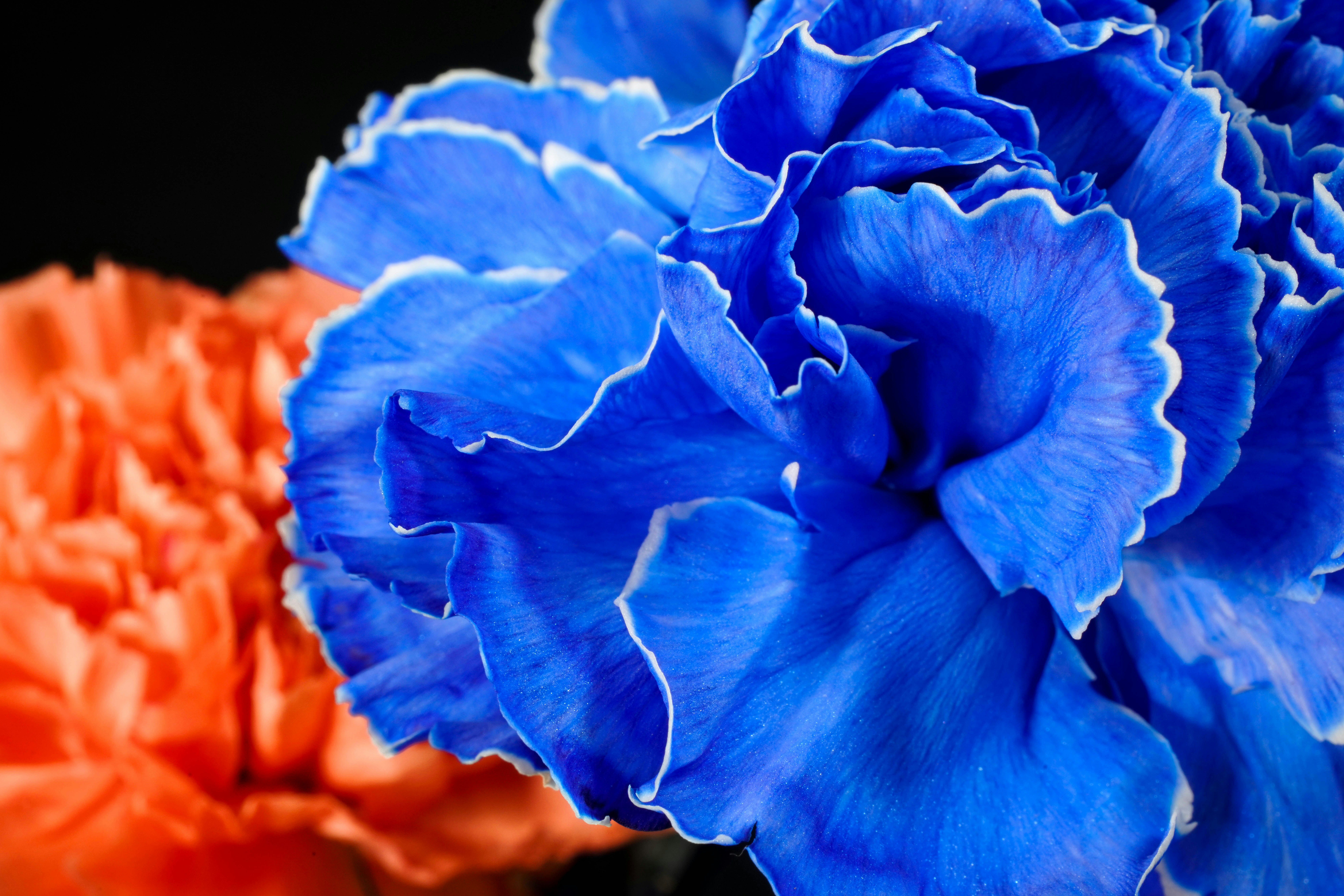 Close-up of a striking blue carnation alongside a soft orange flower against a dark background.