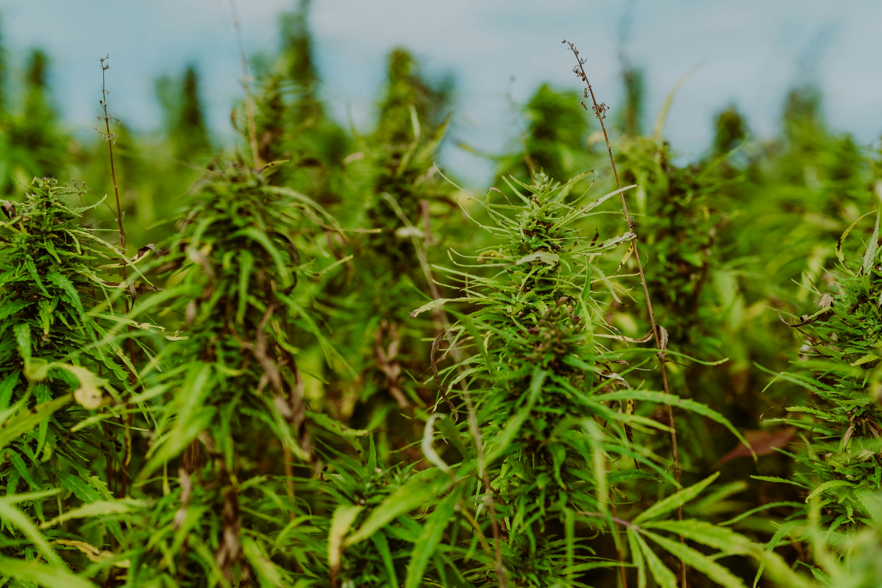 Close-up view of vibrant hemp plants swaying gently in the breeze under a cloudy sky.