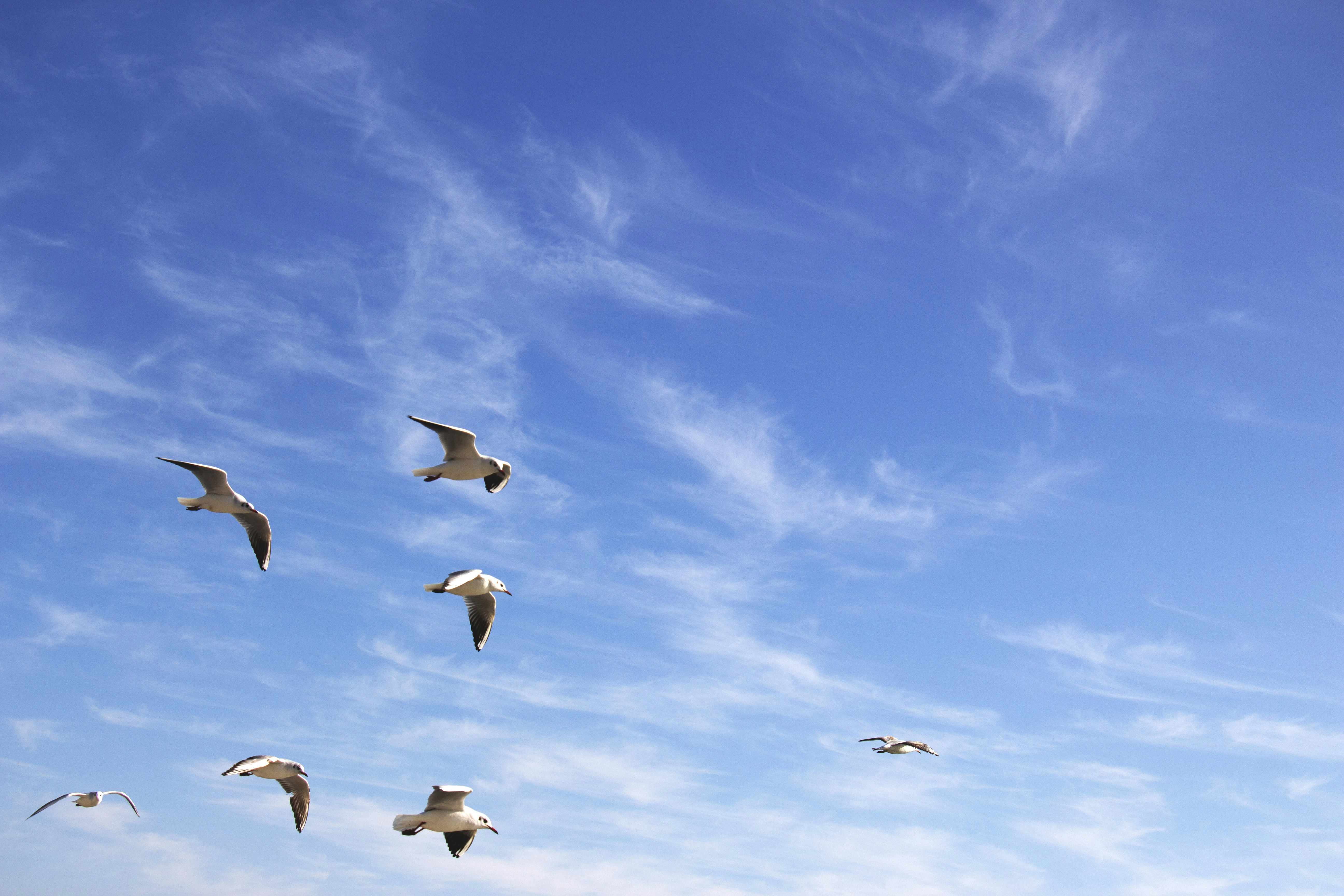 Seabirds gliding gracefully against a backdrop of wispy clouds and clear blue sky.
