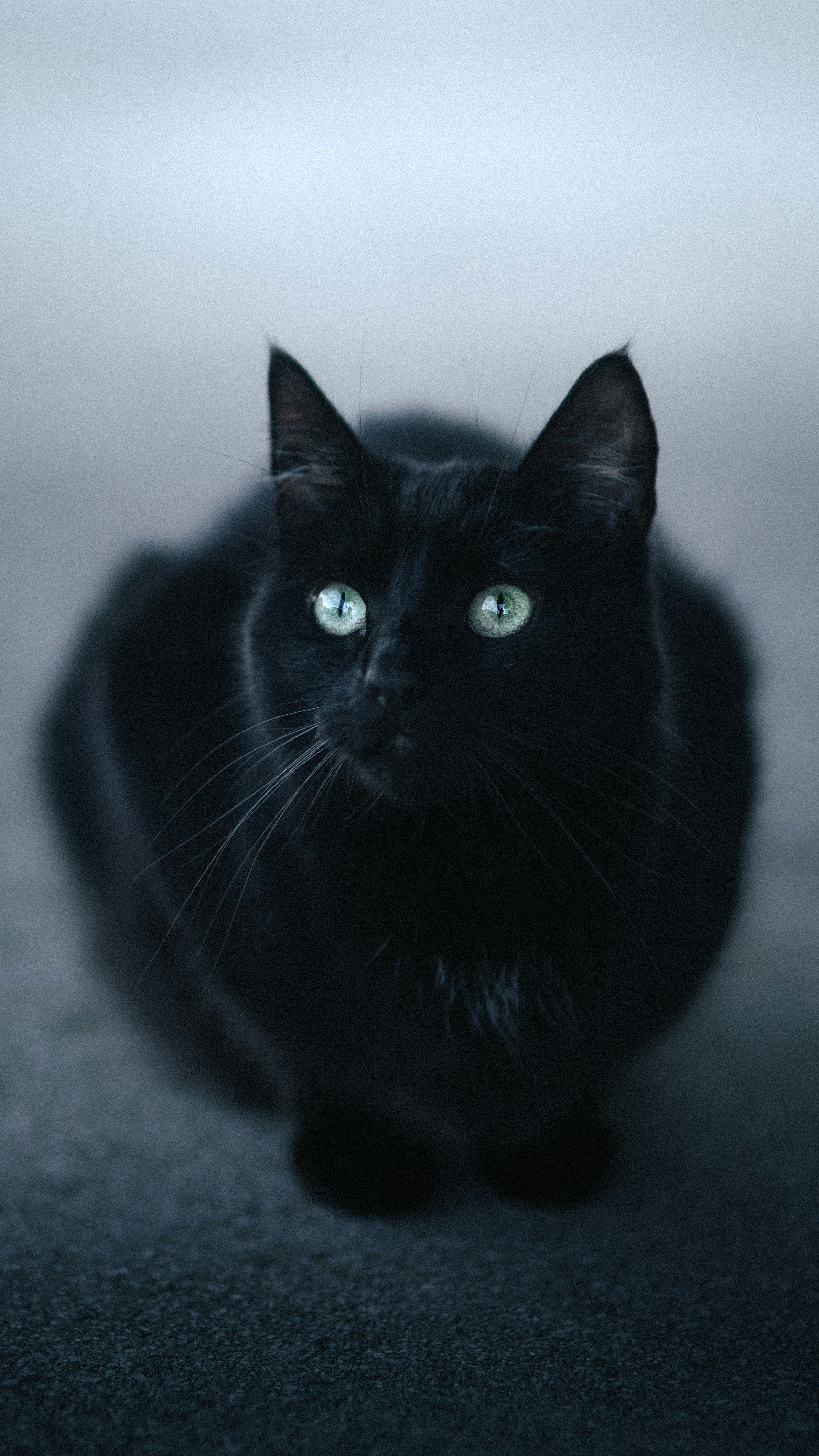 Black cat with striking green eyes gazing intently, surrounded by a soft, blurred background. The focus highlights its mysterious allure.