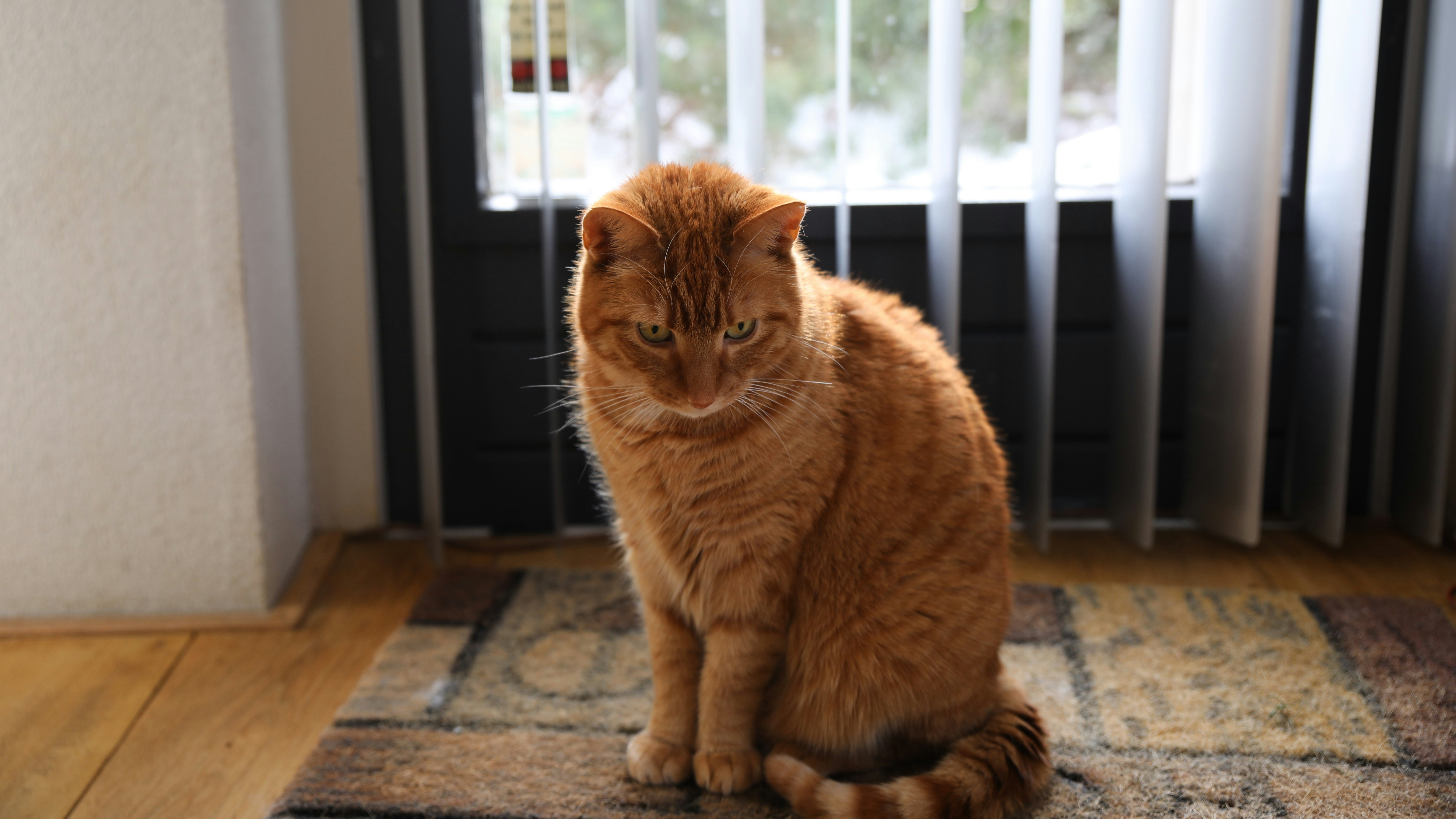 Ginger Sentinel by the Rug: Soft Light Filtering through Vertical Blinds