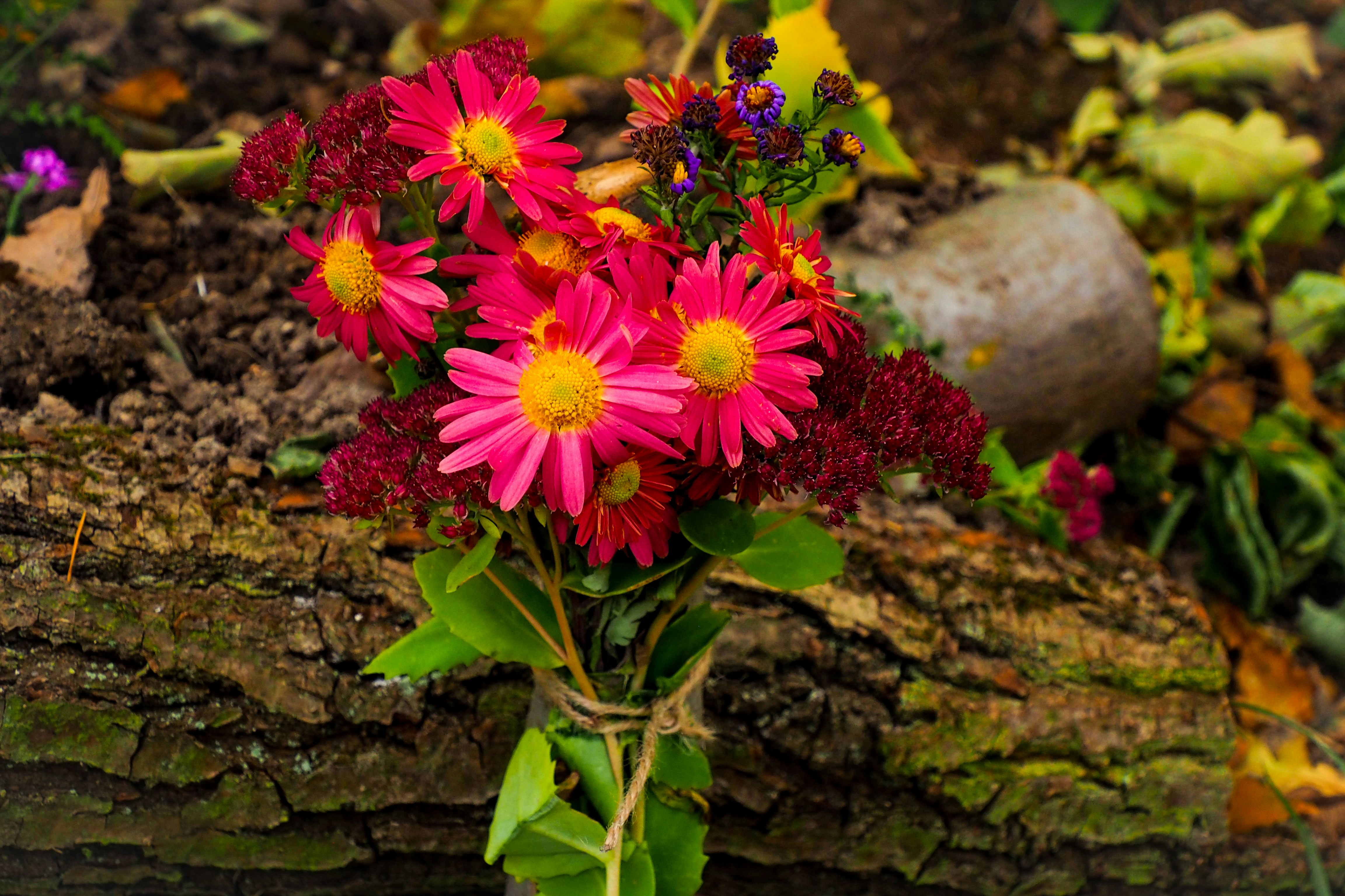 Vibrant pink flowers arranged on a fallen log in a forest setting.