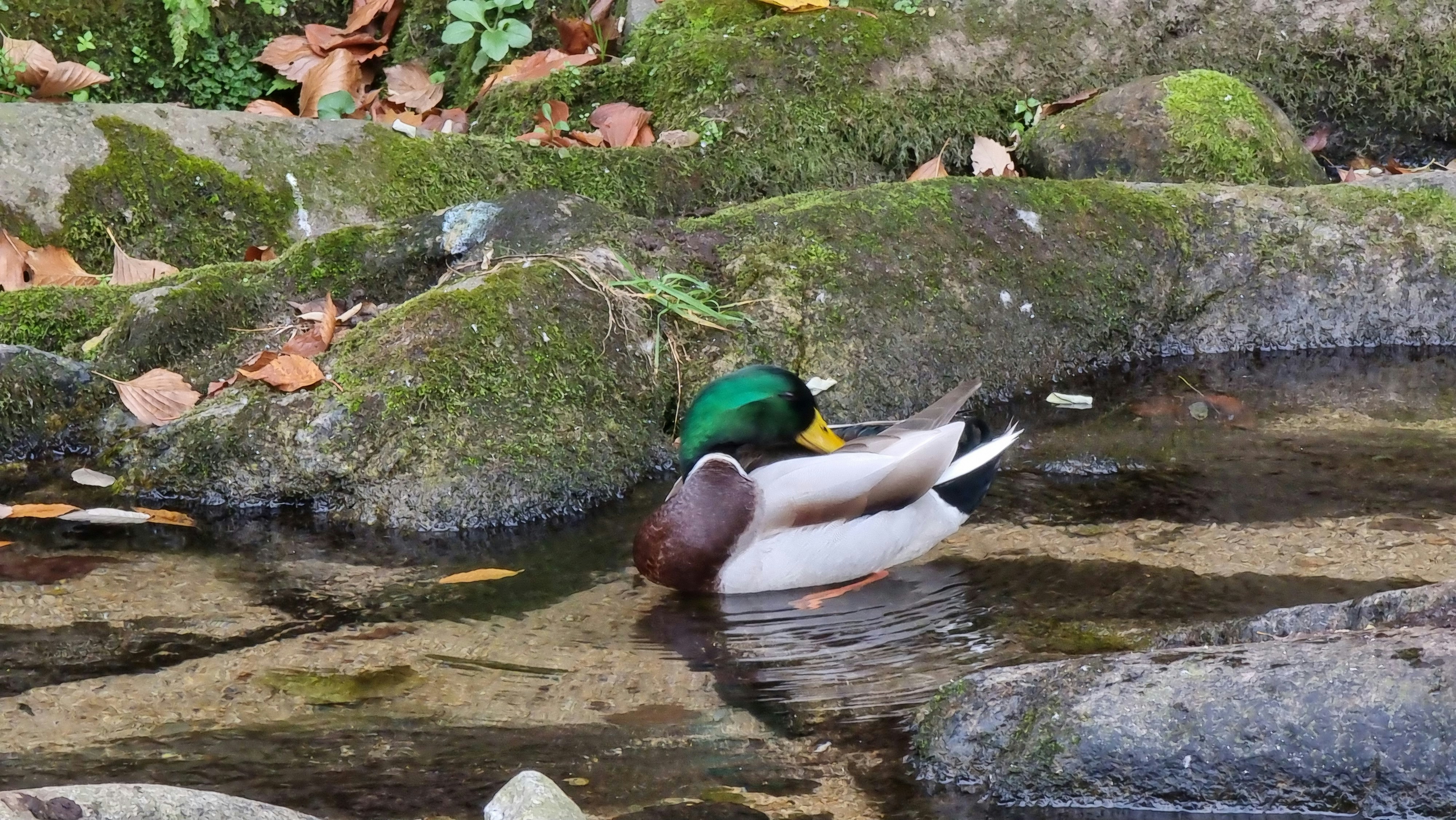 A duck is swimming in a stream of water photo – Free Waterfowl Image on ...