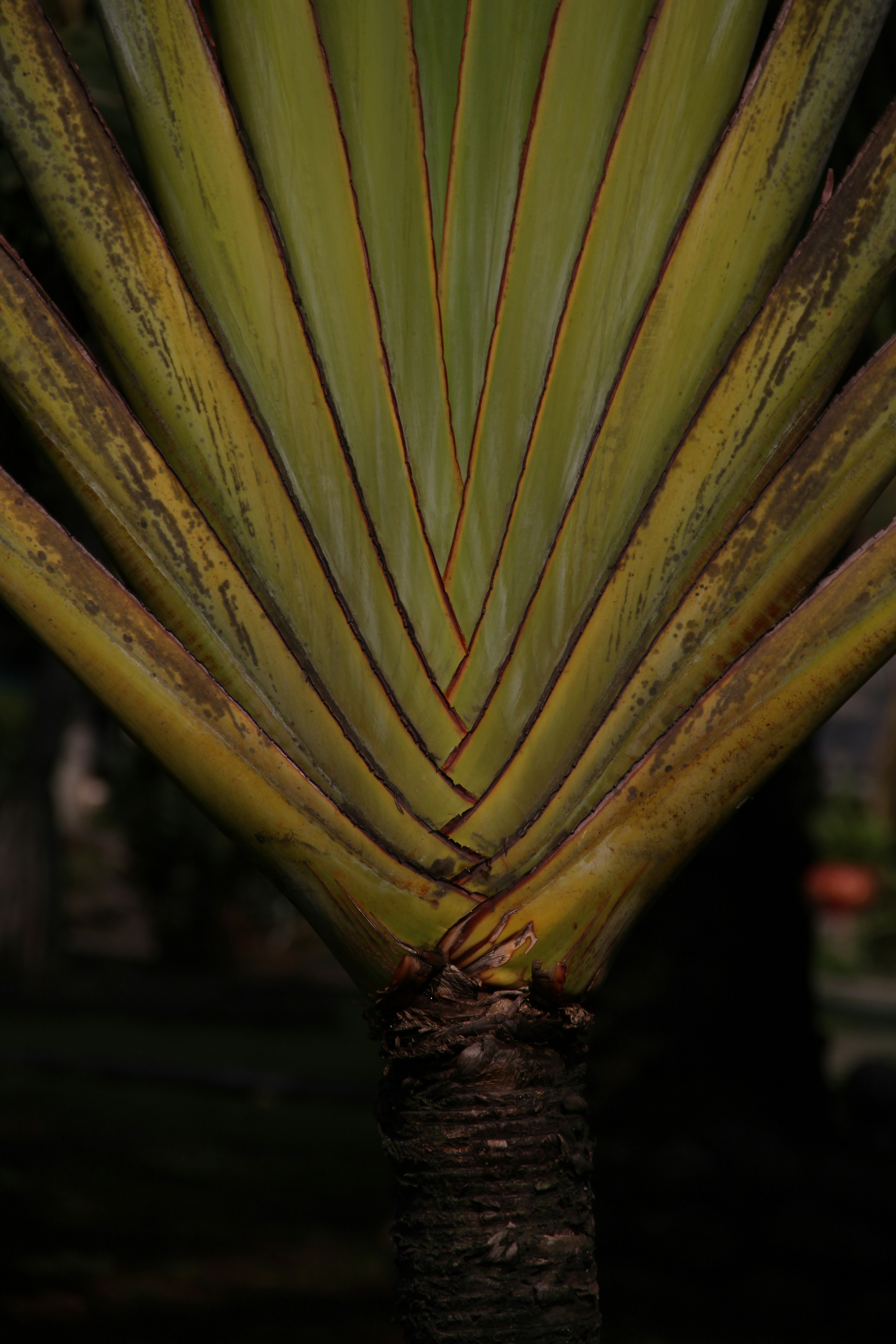 Motpalm