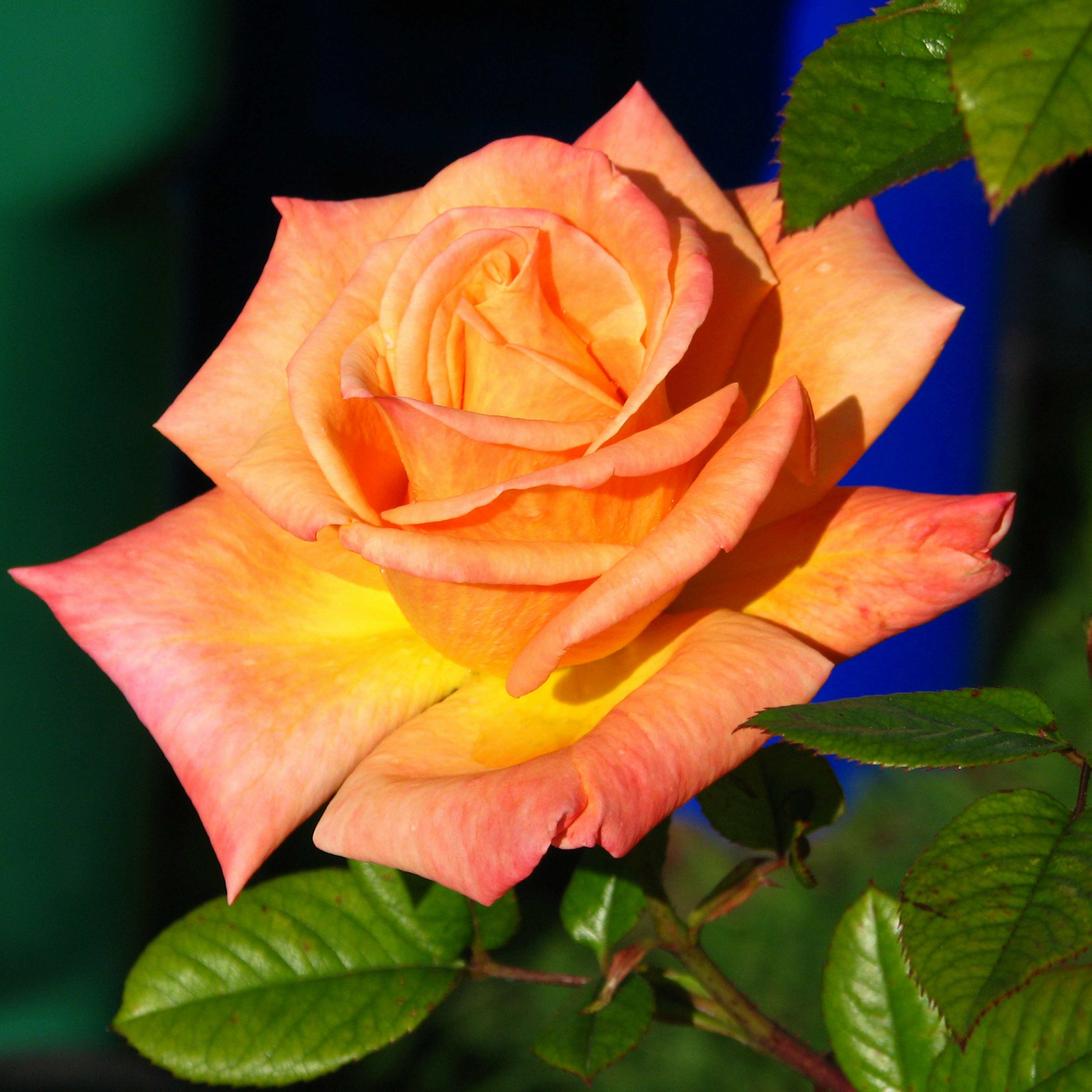 Sunlit Ember Rose: Macro Portrait of Velvet-Coral Bloom