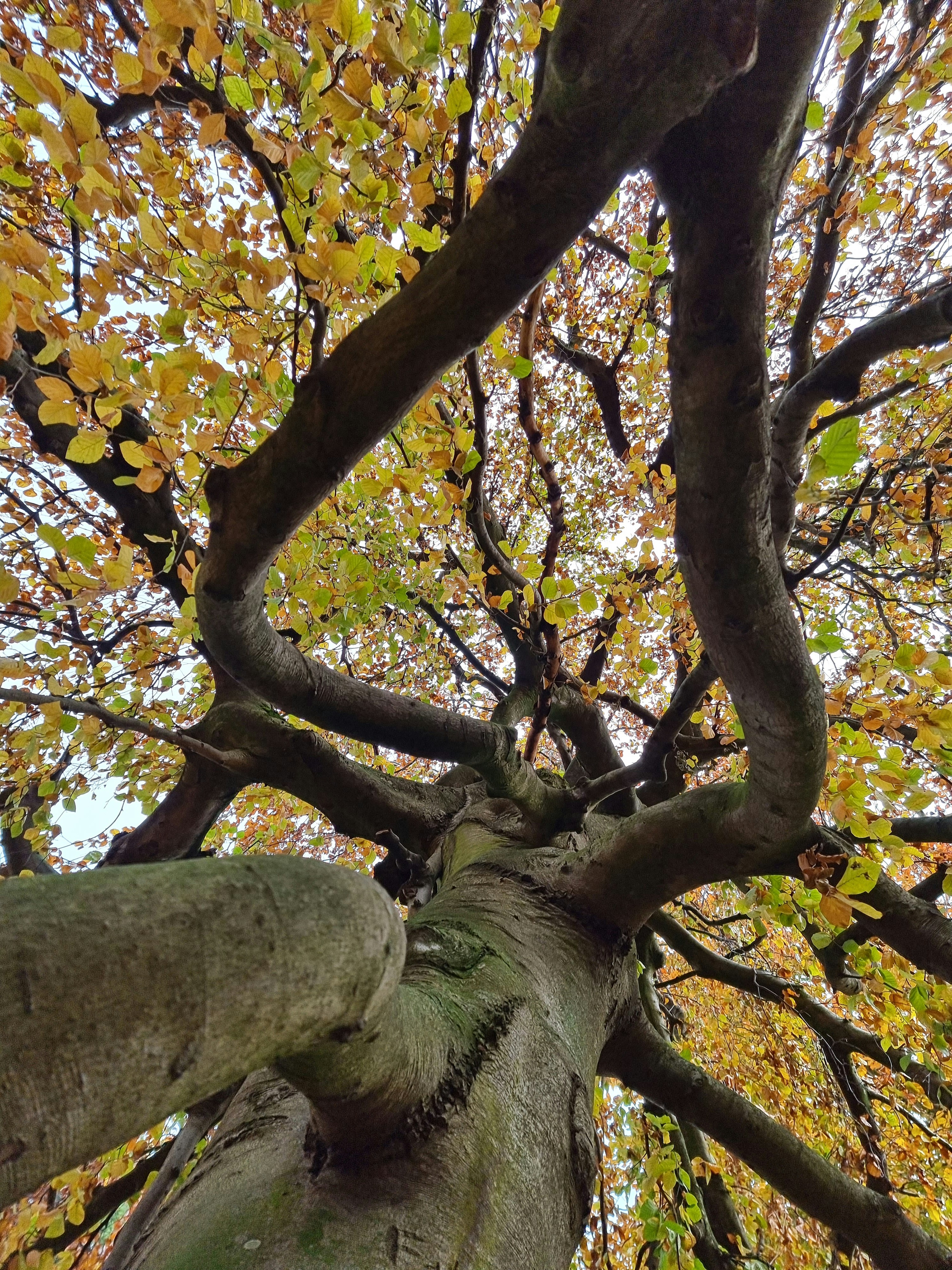 Knotwork in the Canopy: An Upward View through Autumn Limbs