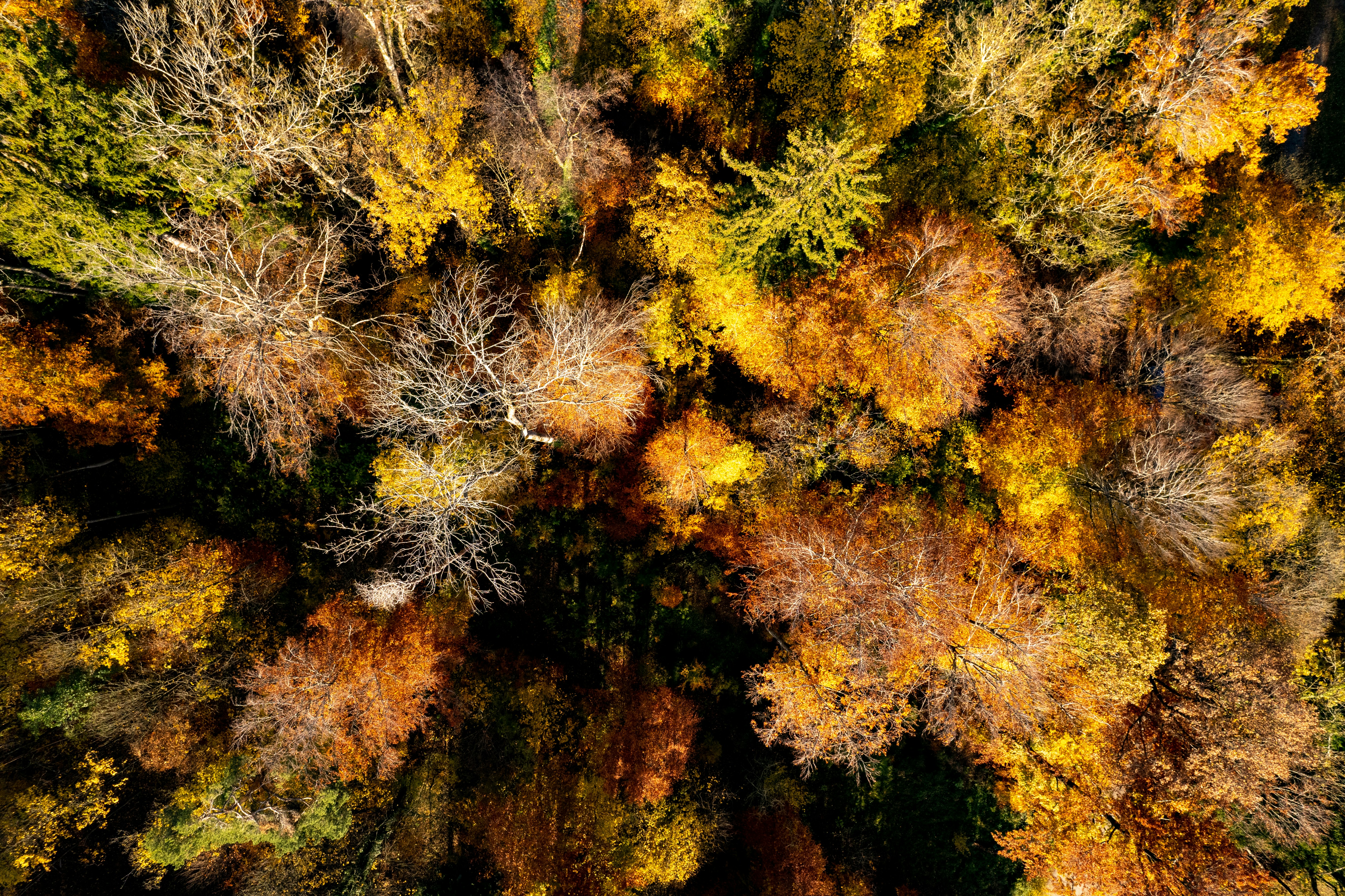 Aerial view of a vibrant forest showcasing a stunning array of autumn foliage, with a mix of golden, orange, and brown leaves interspersed among bare branches.