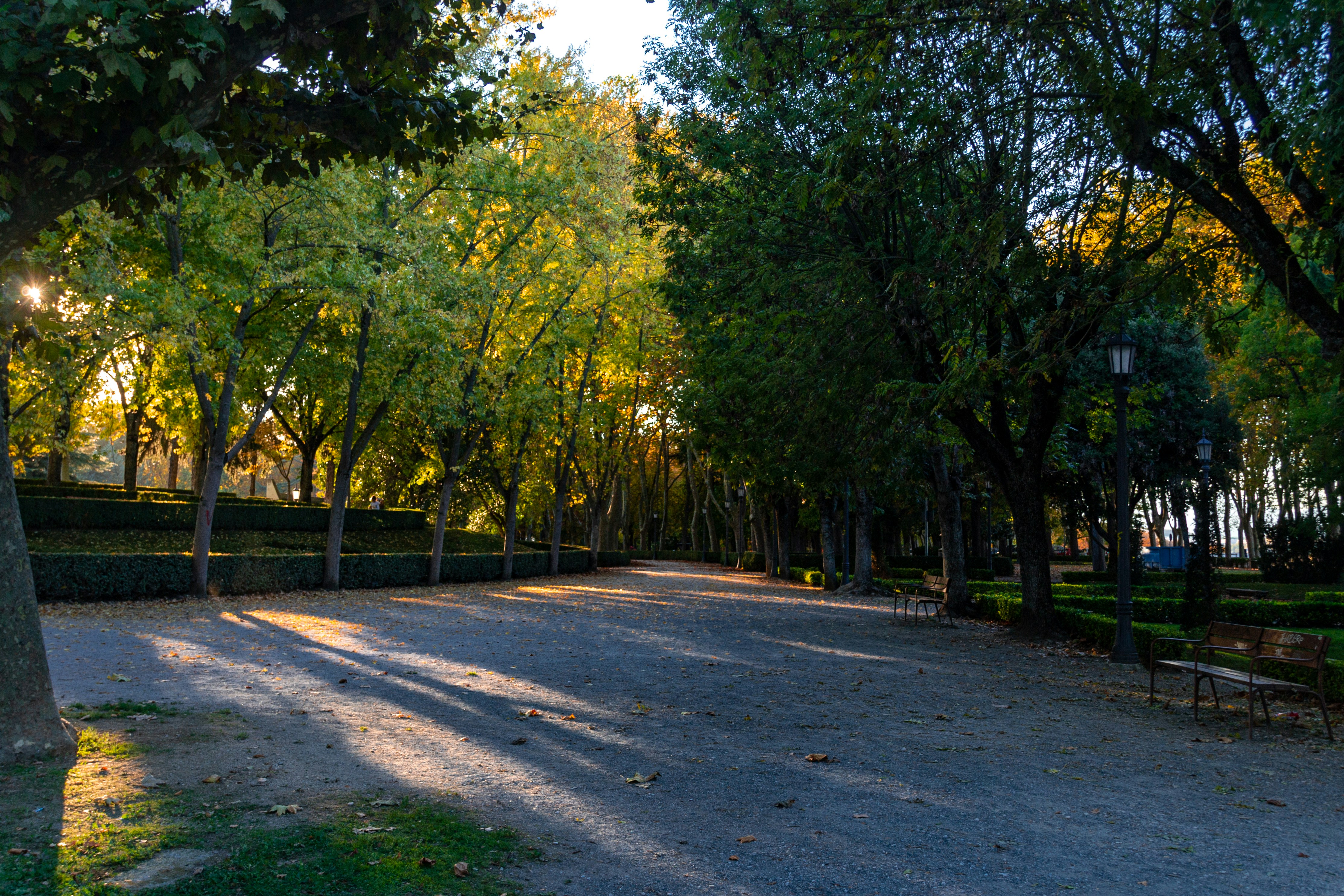 Golden leaves illuminate a tranquil park path, framed by lush greenery and soft shadows. Benches invite moments of reflection.