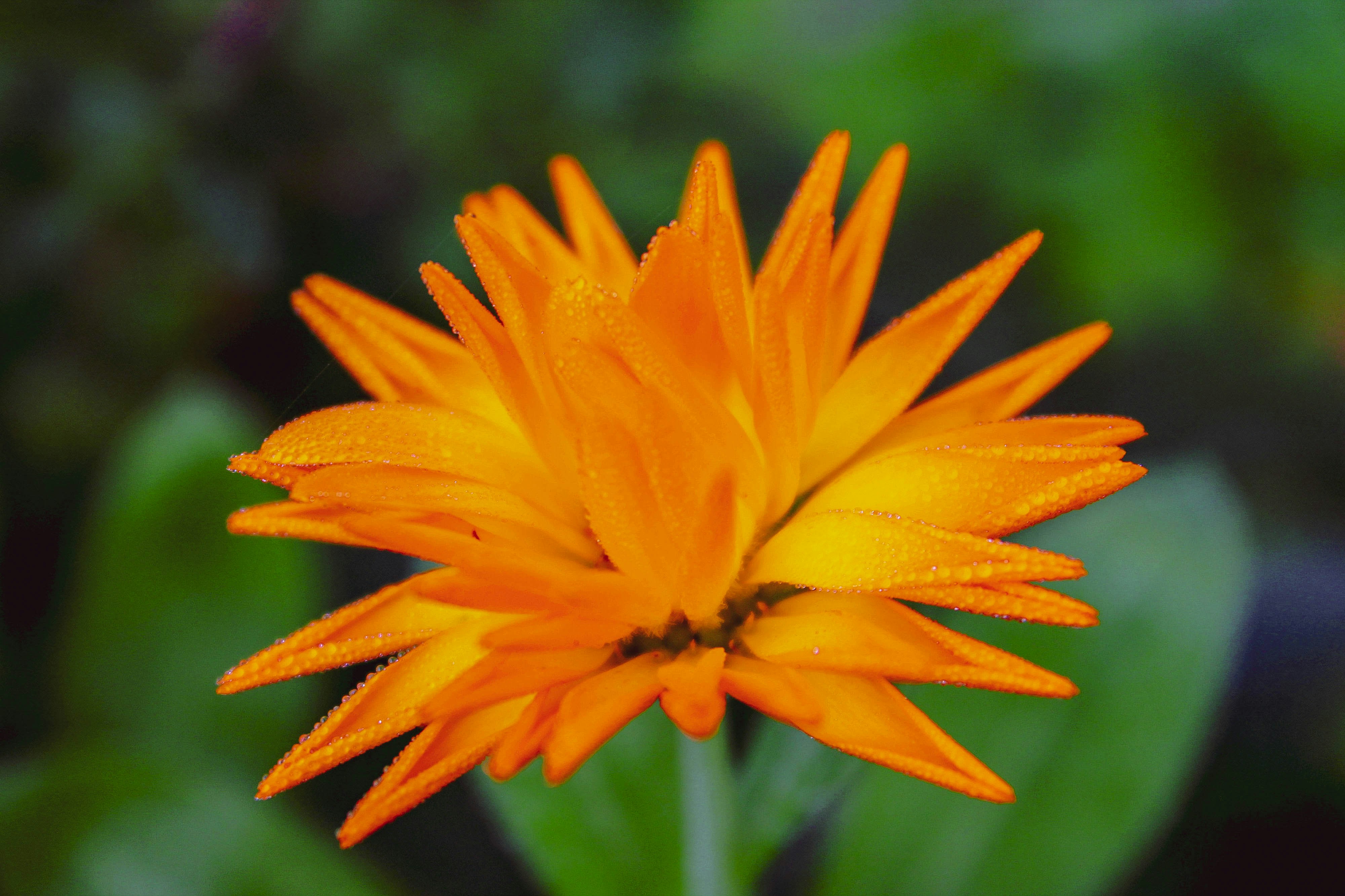 Vivid orange flower with sharp petals against a blurred green background.