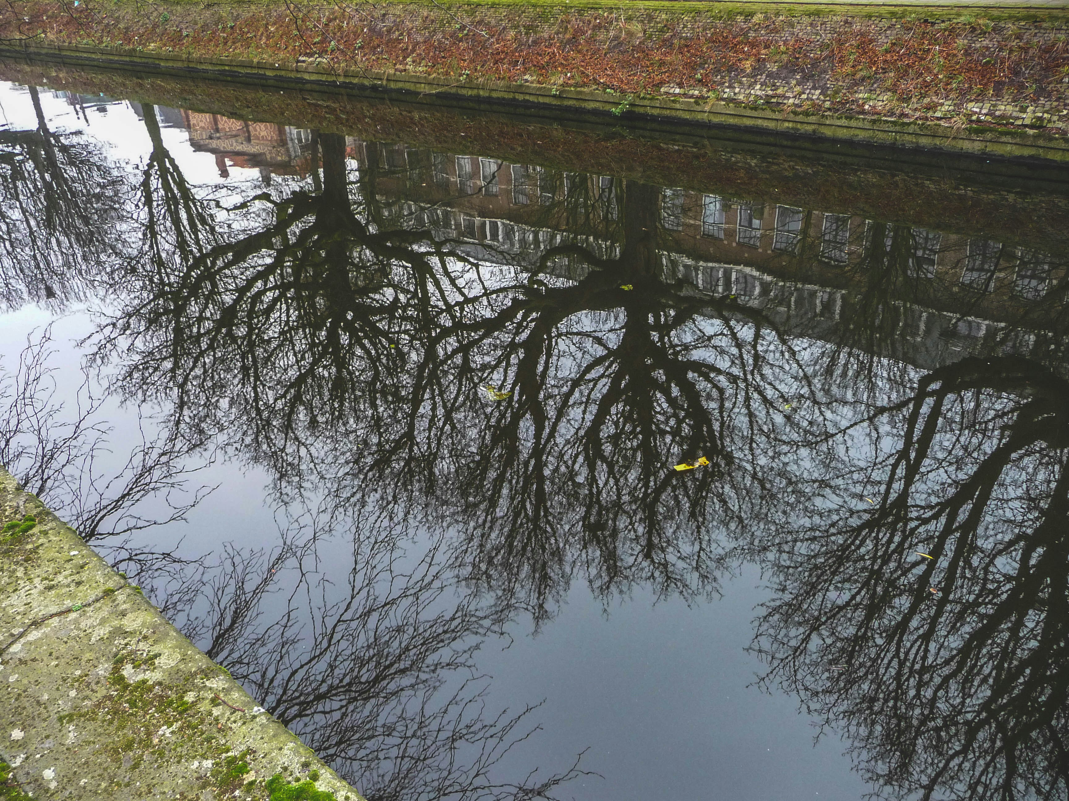 Gnarled tree branches mirrored in still water, creating an ethereal connection between nature and urban architecture.