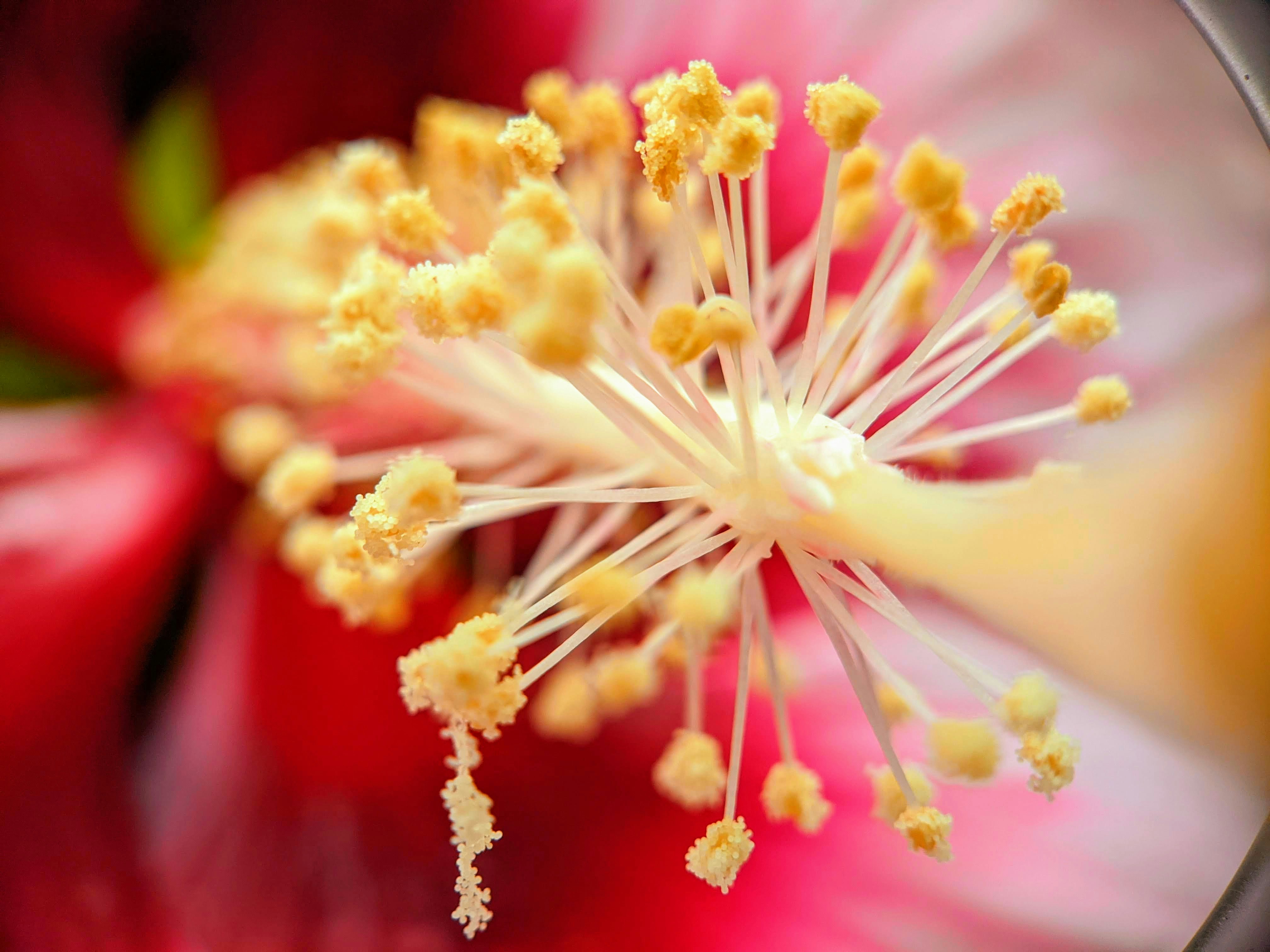 a close up of a pink flower with yellow stamen
