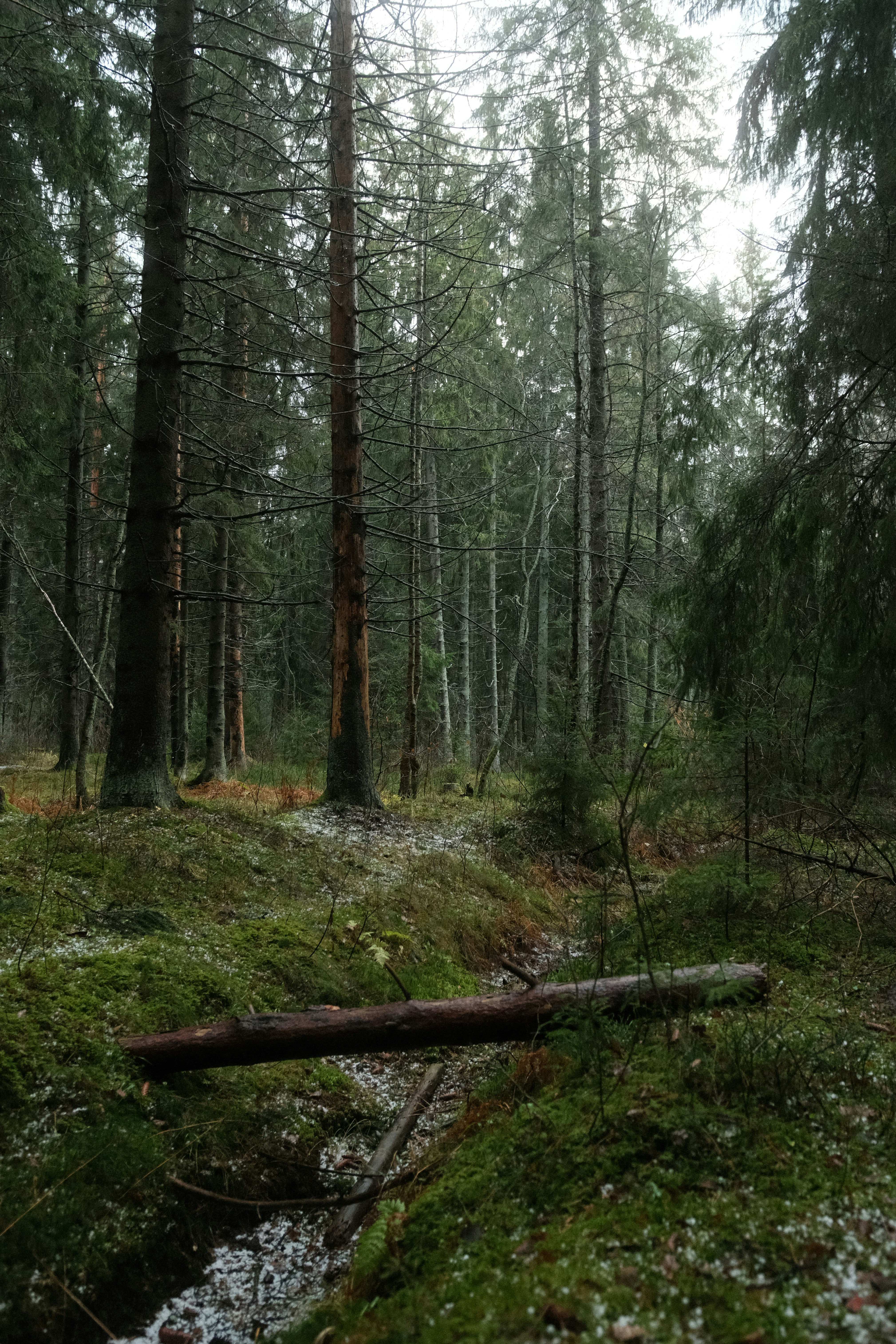 Mossbound Crossing: A Quiet Pine Forest Path By a Slim Stream