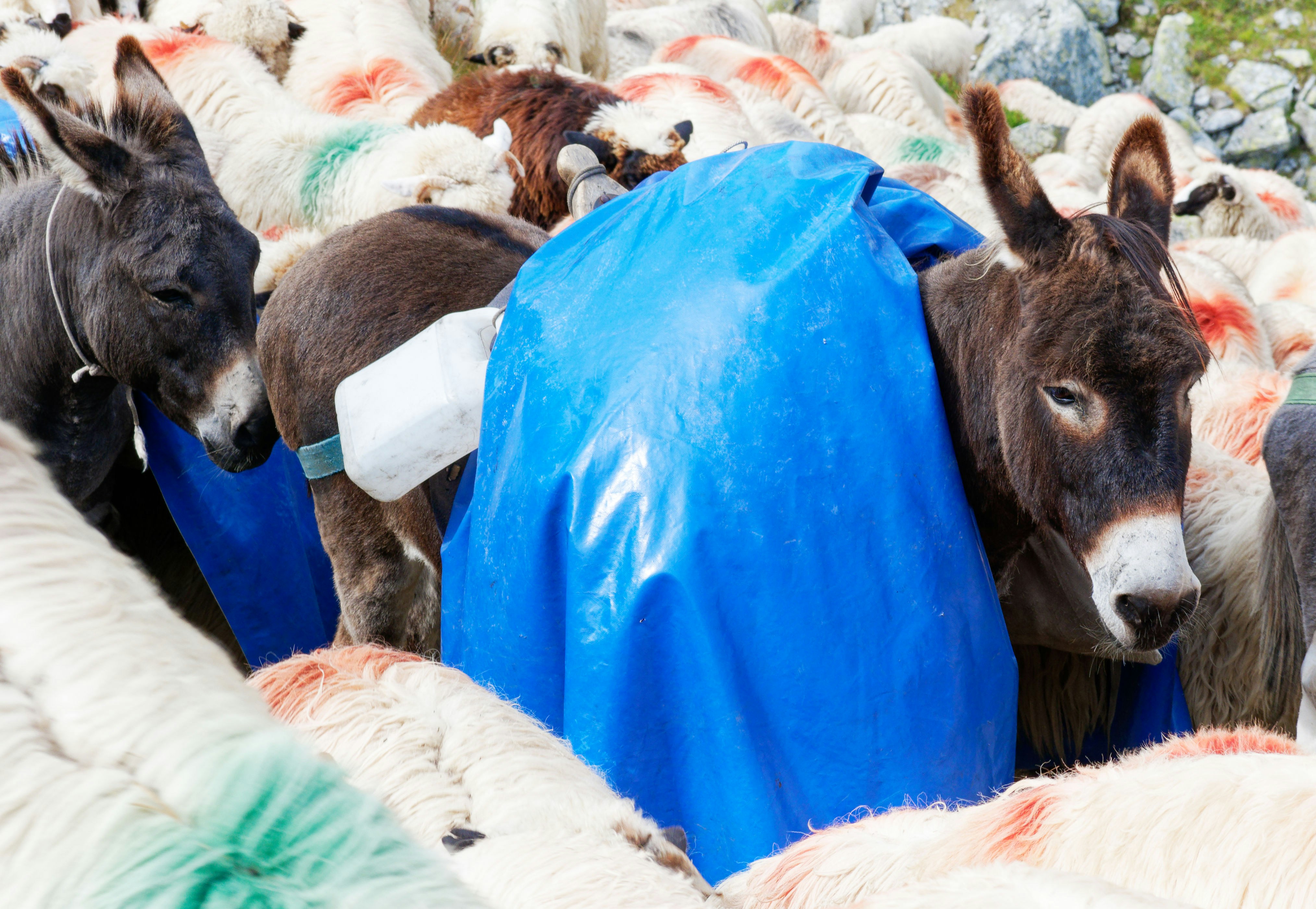 Blue Cloak in a Woolen Sea: A Quiet Focus Among the Flock