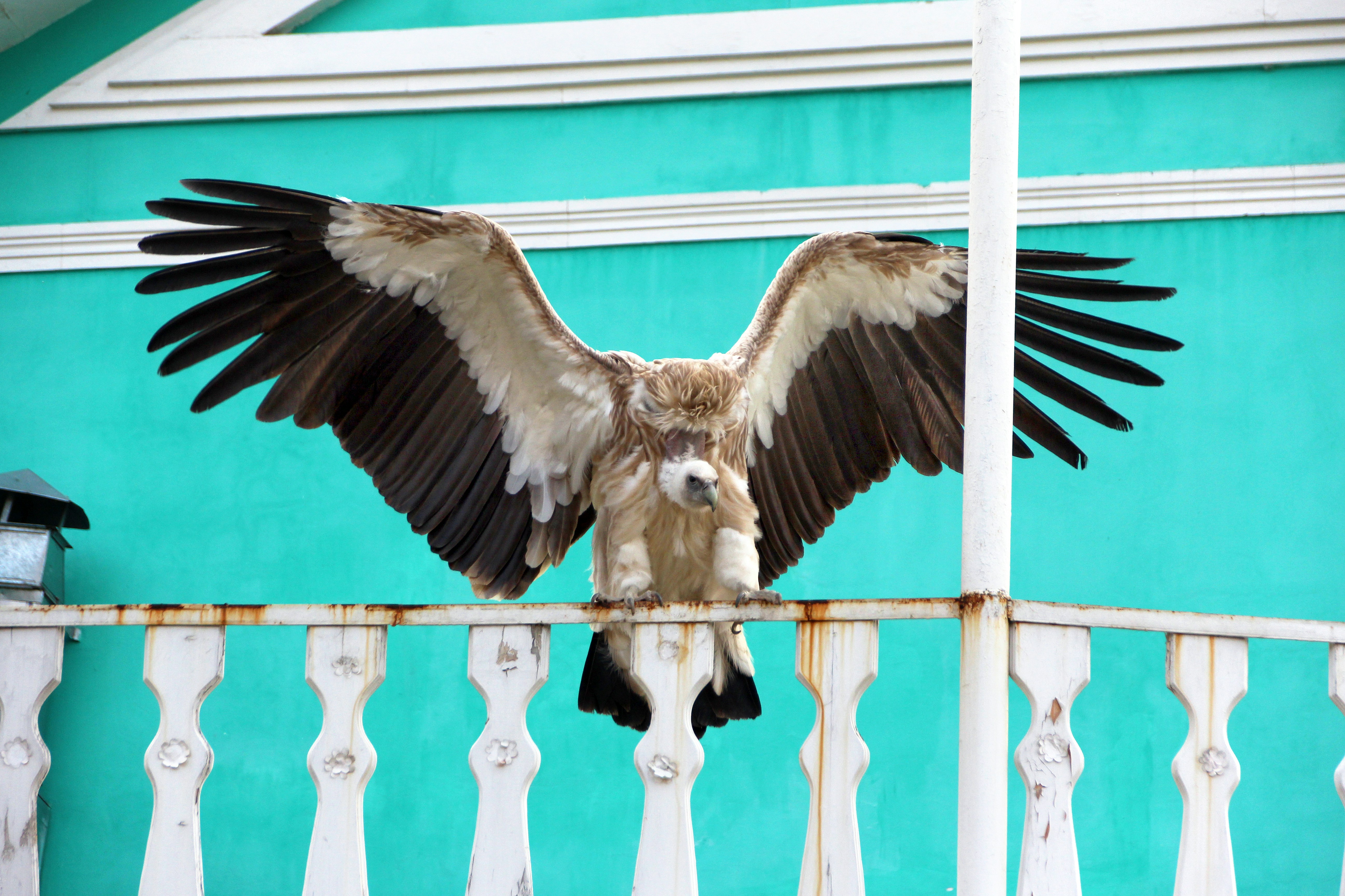 Bird Wings Spread
