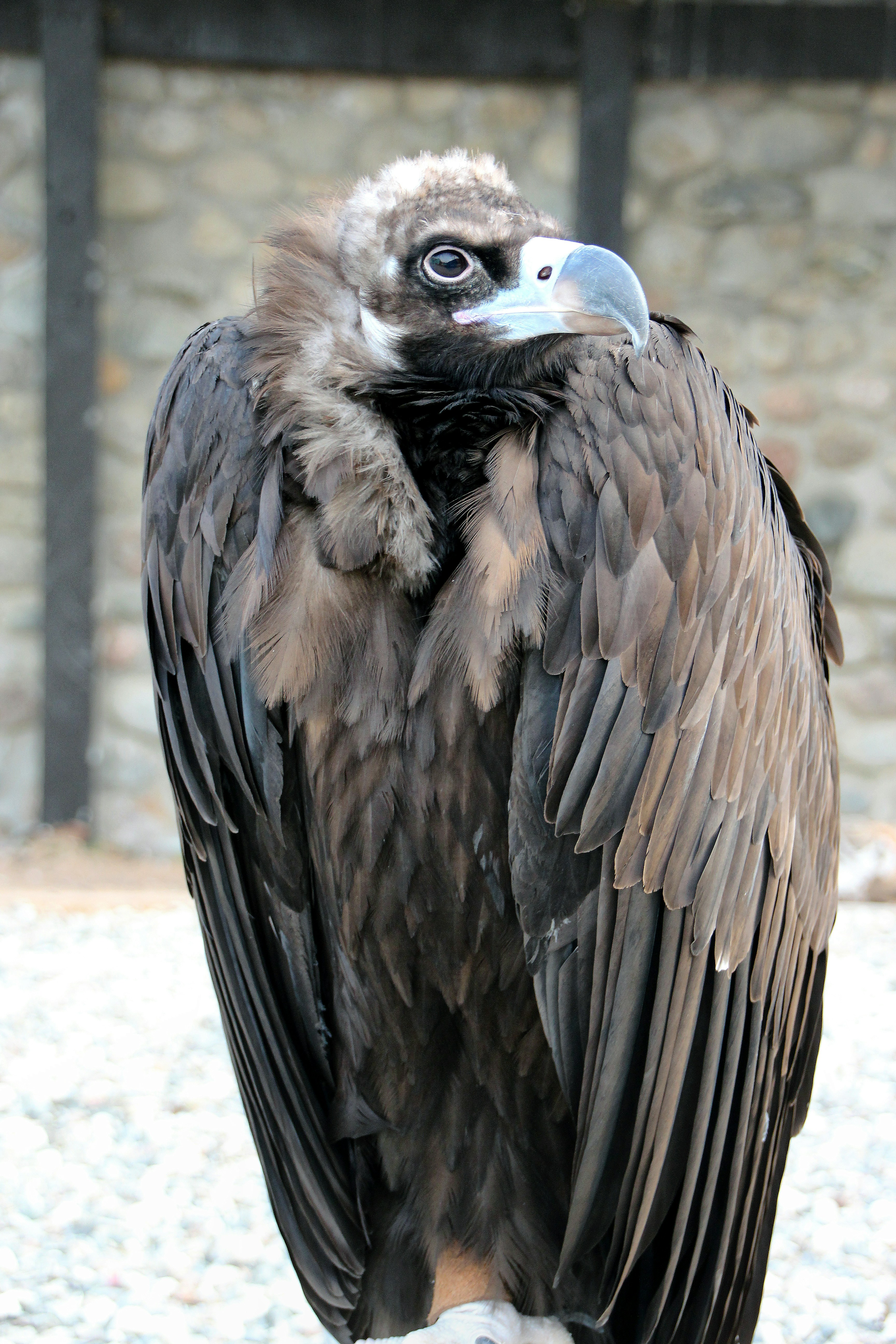 A cinereous vulture huddles on its perch to stay warm during a chilly Kazakh afternoon. | a close up of a bird on a rock