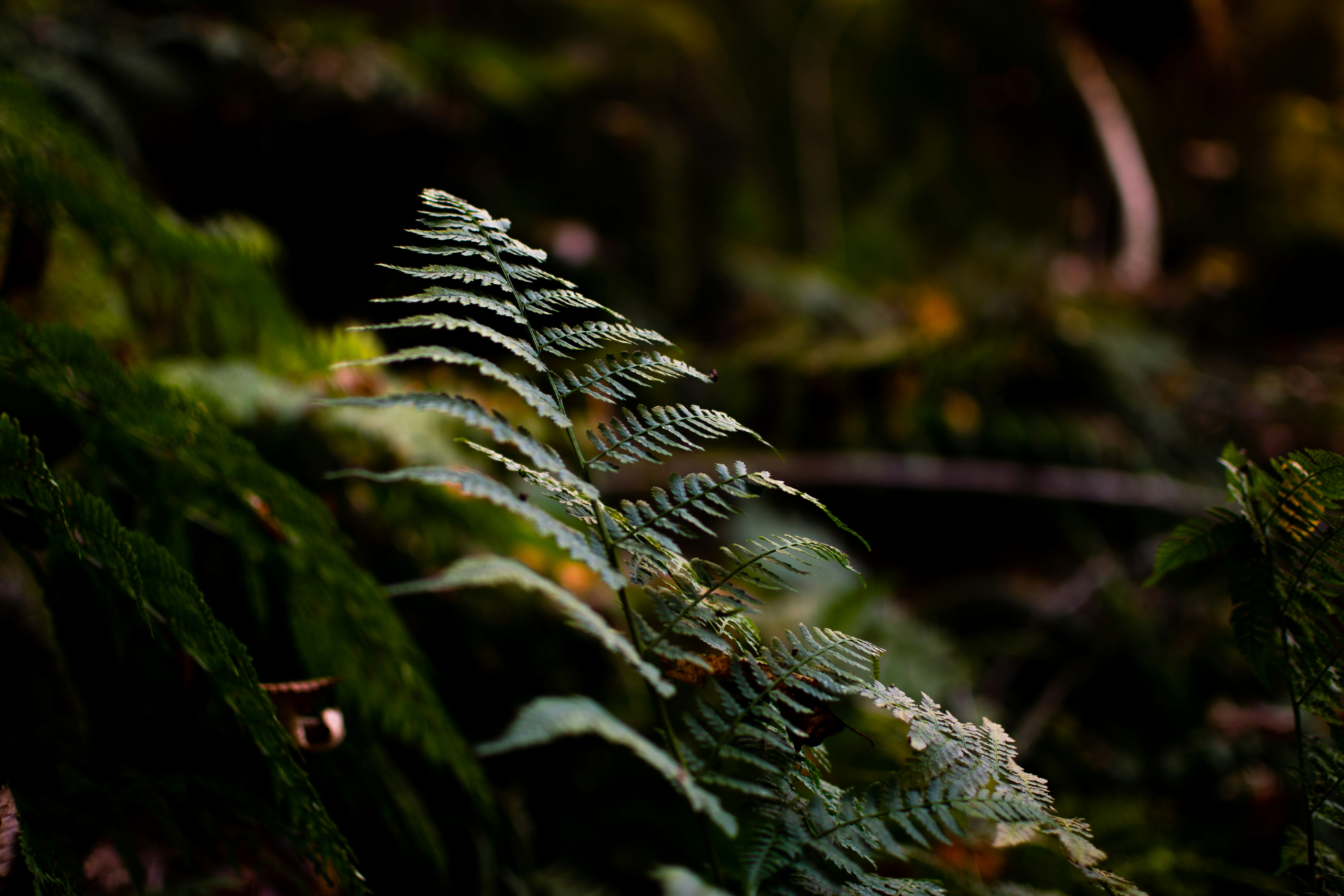 Vein-Patterned Fern in the Quiet Forest Understory