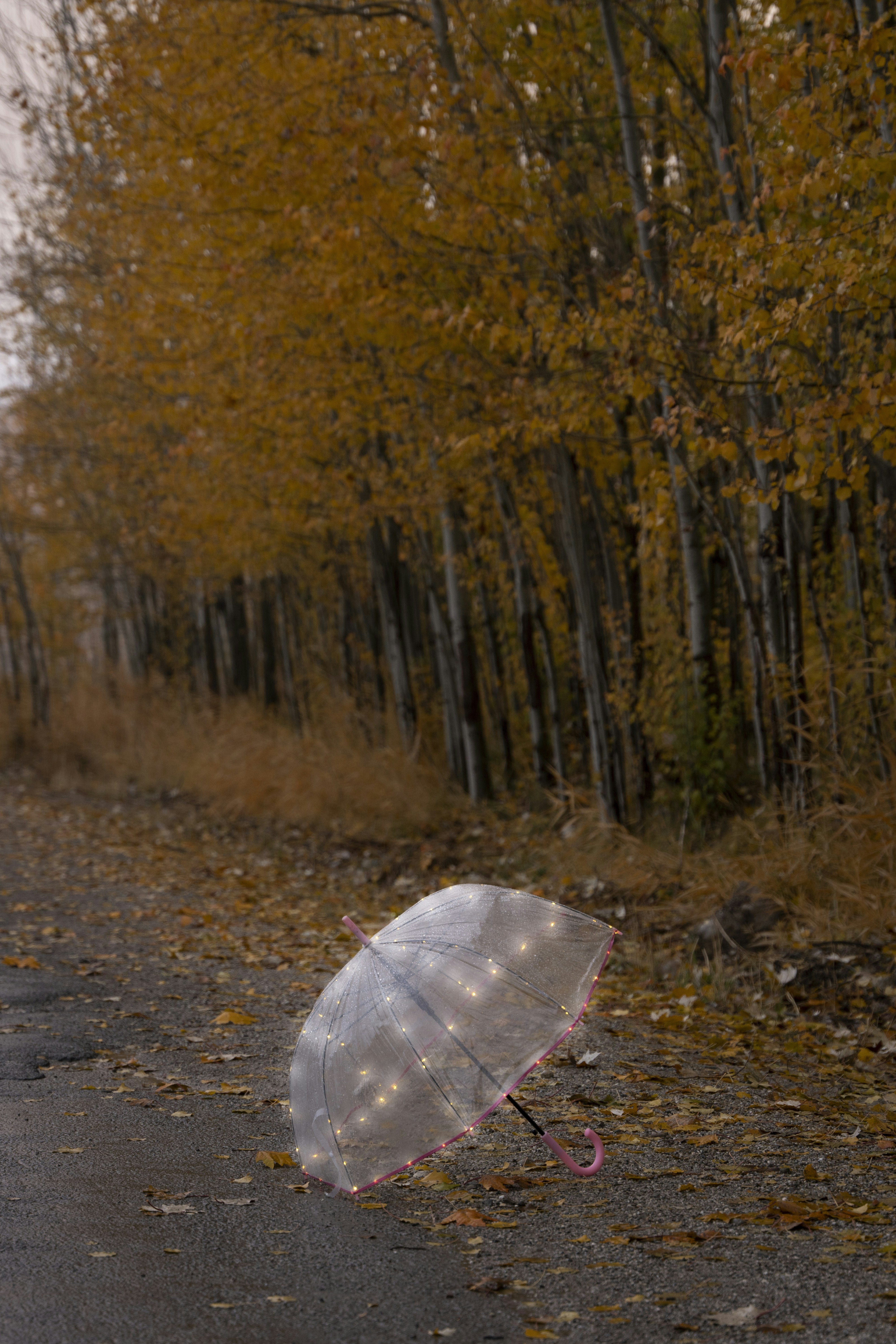 Fairy-Lit Umbrella Anchors an Amber Autumn Road