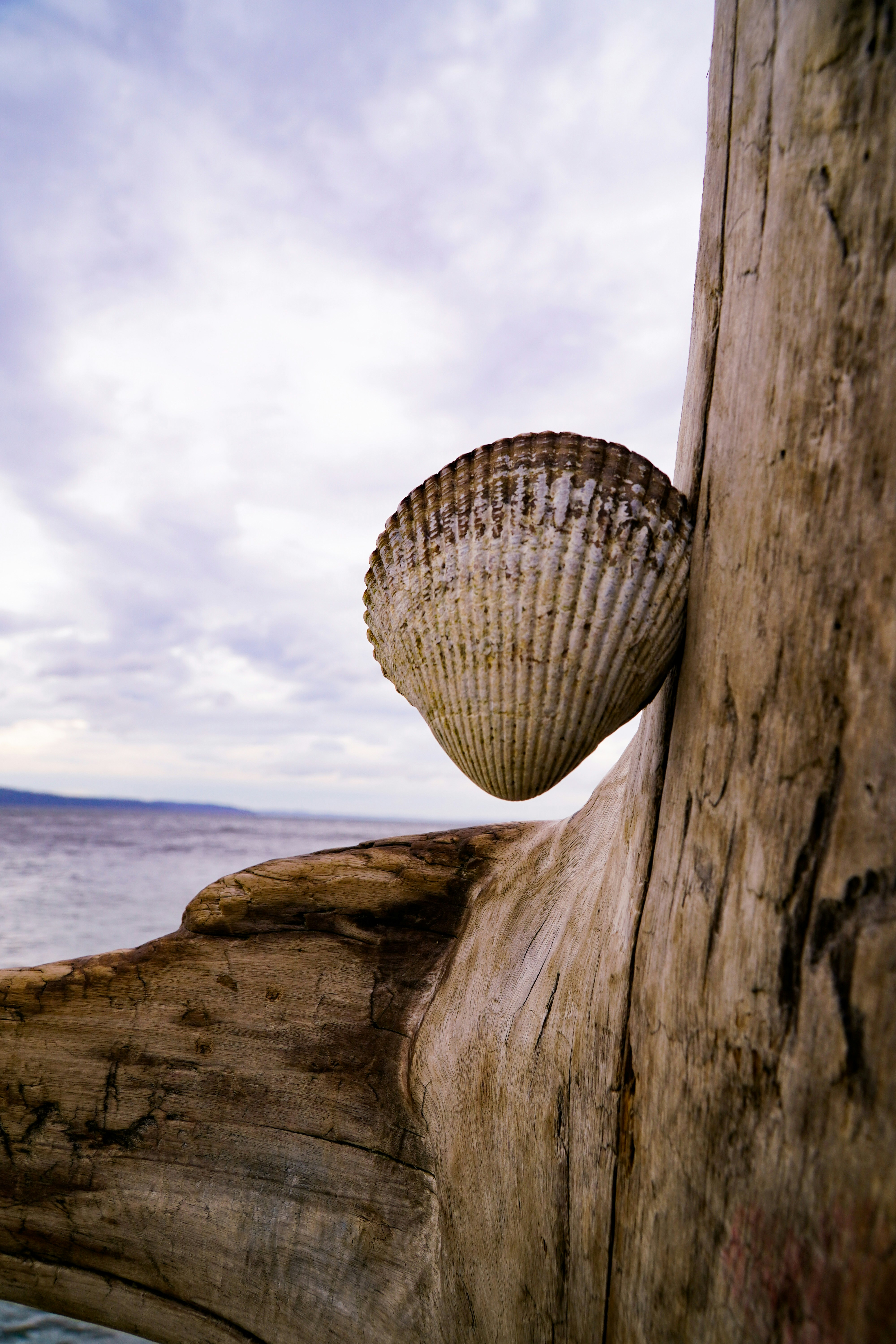 The Shore's Knot: A lone shell clinging to weathered driftwood at sea's edge
